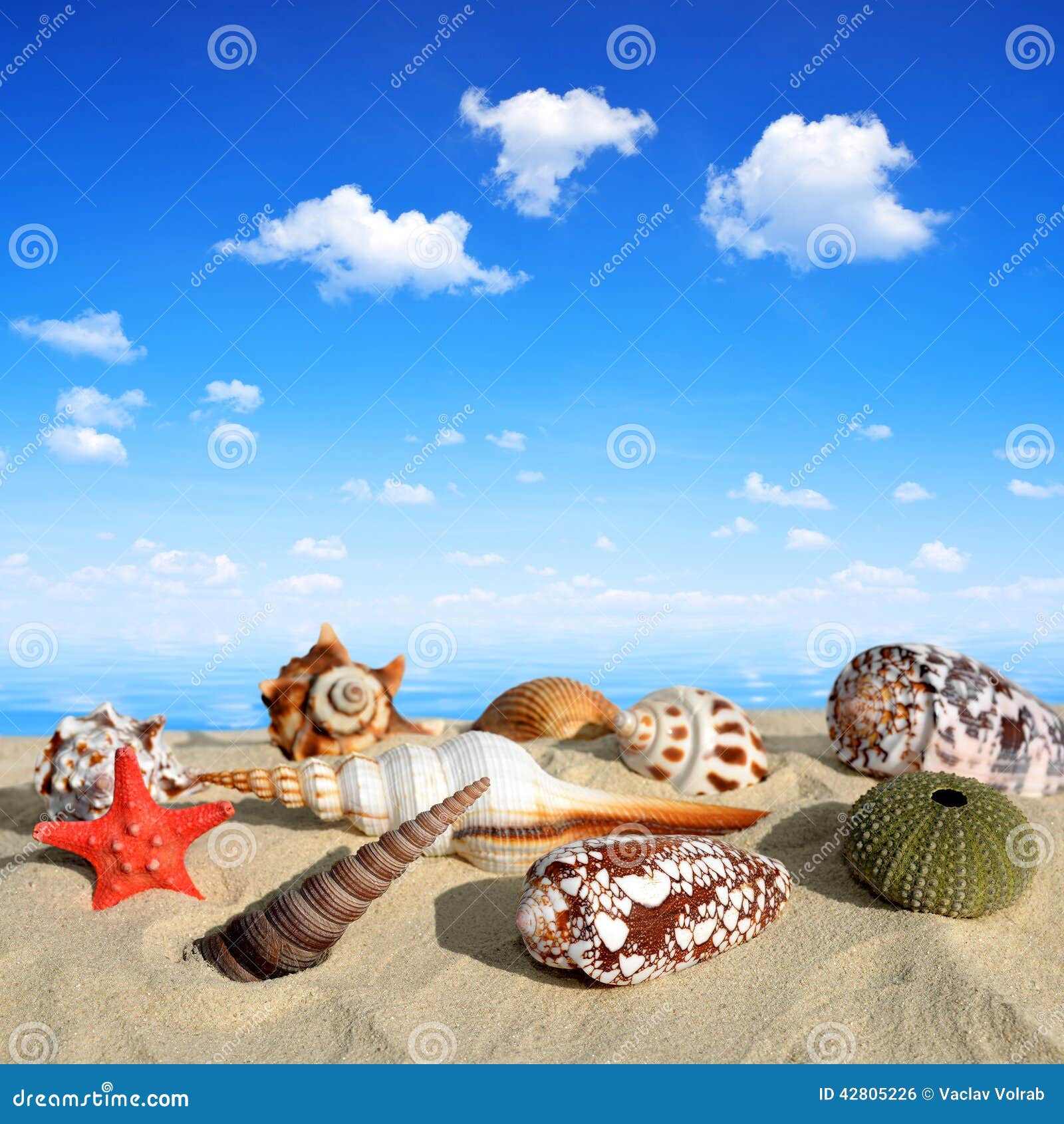 Conch shells stock photo. Image of island, shell, shore - 42805226