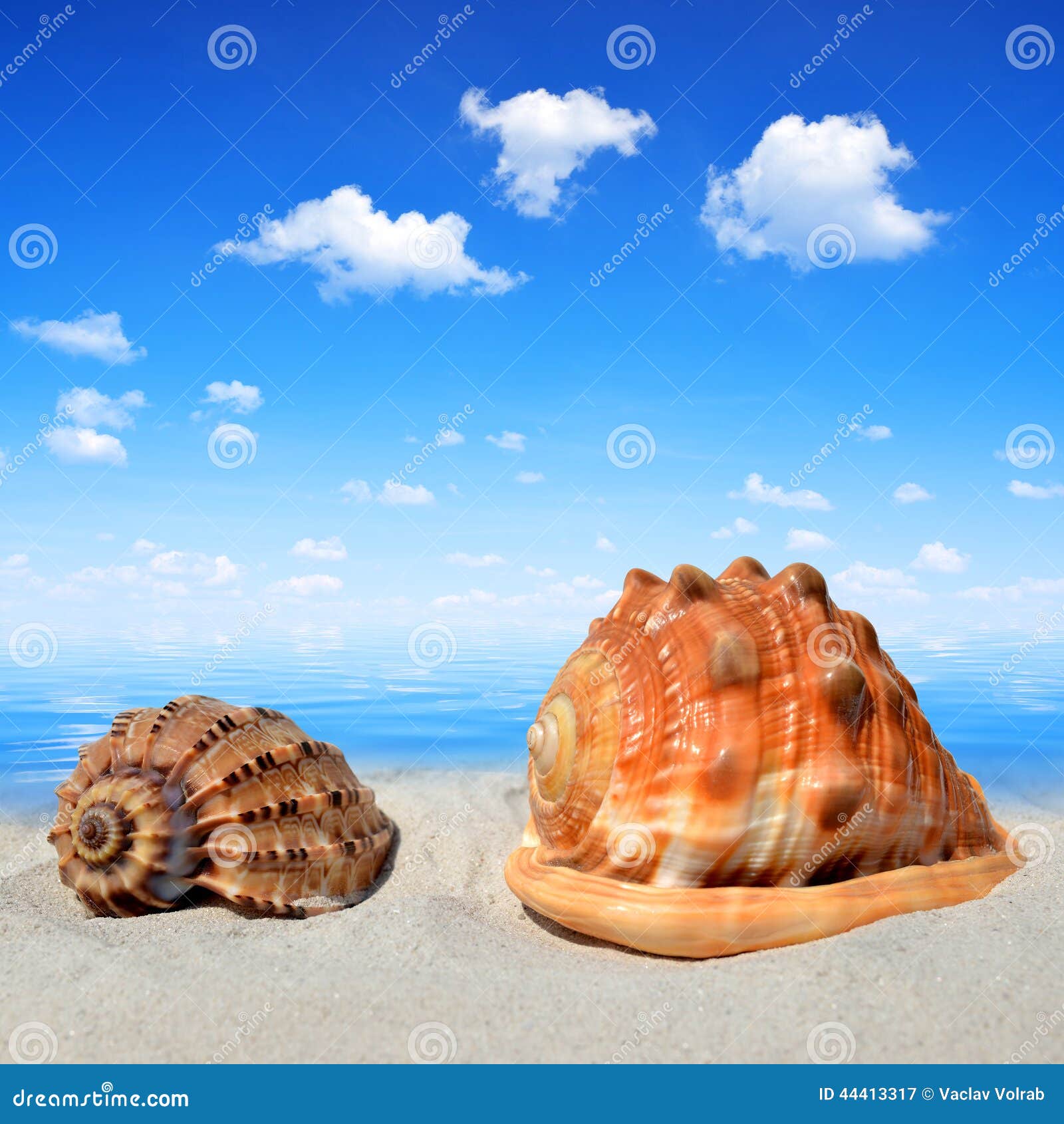 Conch shells stock image. Image of shore, horizon, fresh - 44413317