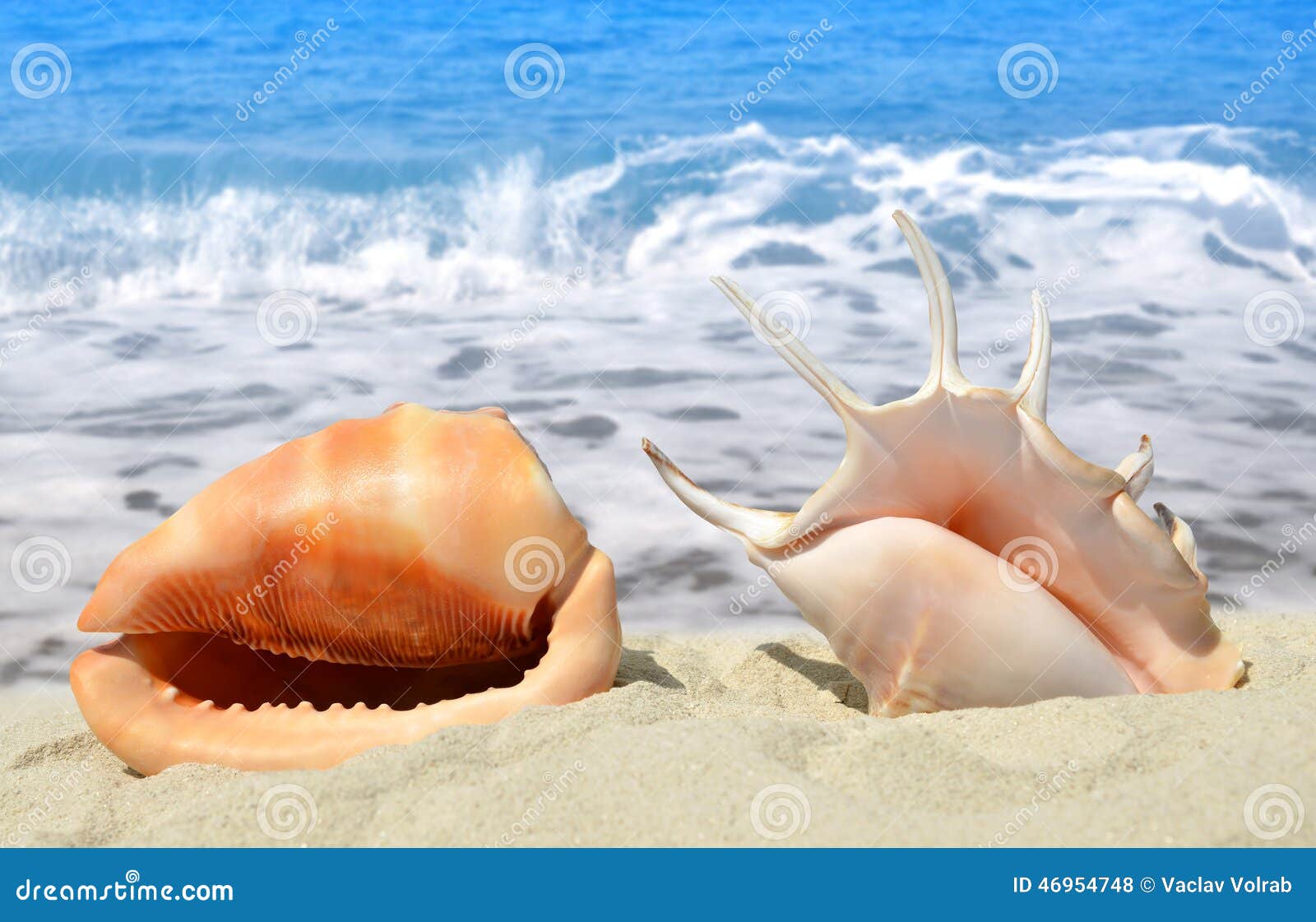 Conch shells stock photo. Image of island, sand, shore - 46954748