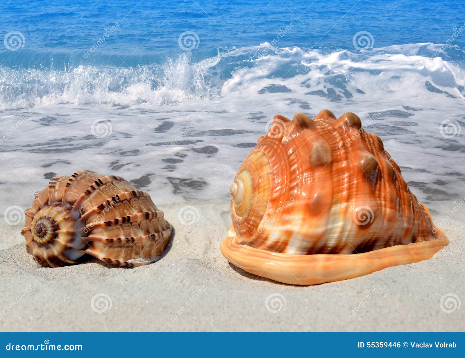 Conch shells stock photo. Image of shell, seashore, scenery - 55359446