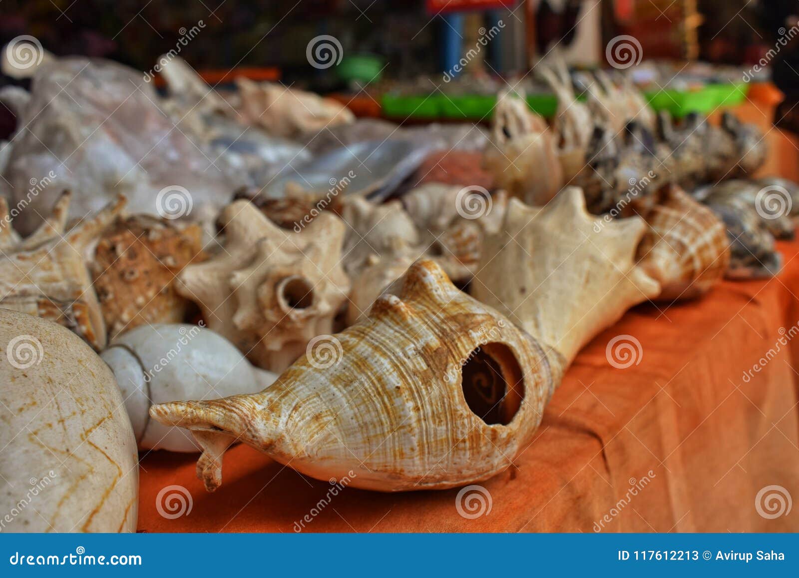 Conch shells stock image. Image of sold, spiral, focus - 117612213