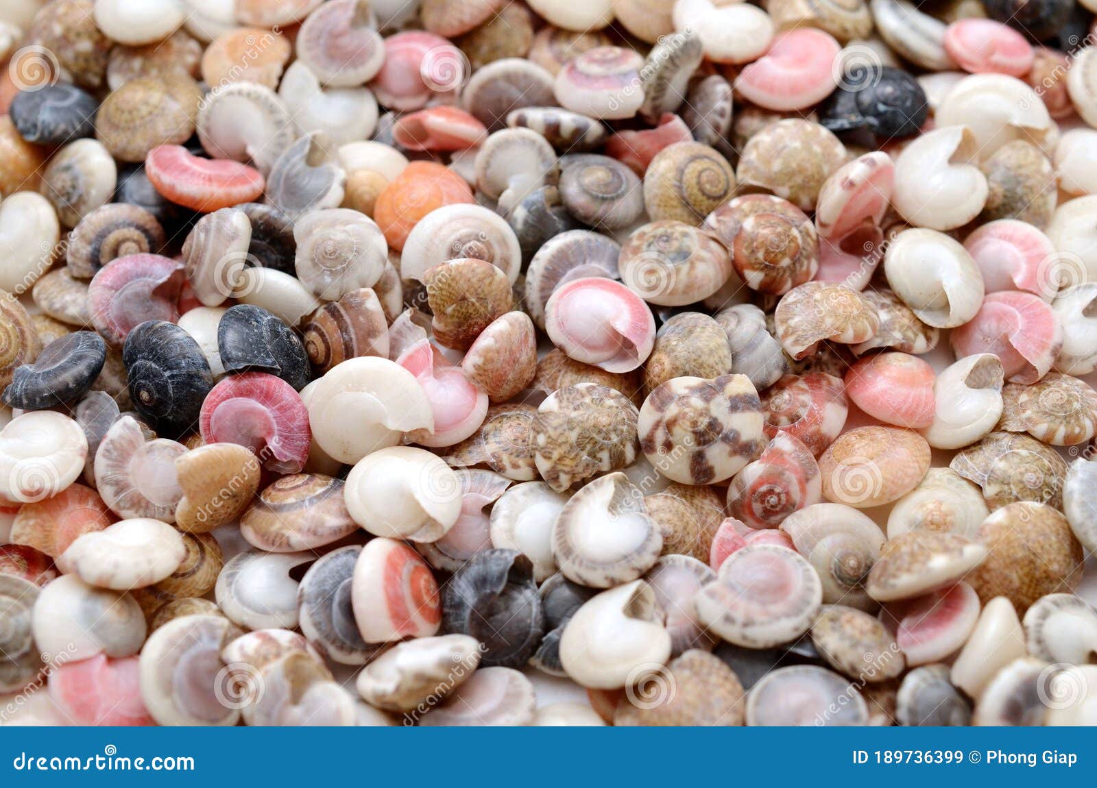 Conch Shells. stock image. Image of islands, nature - 189736399
