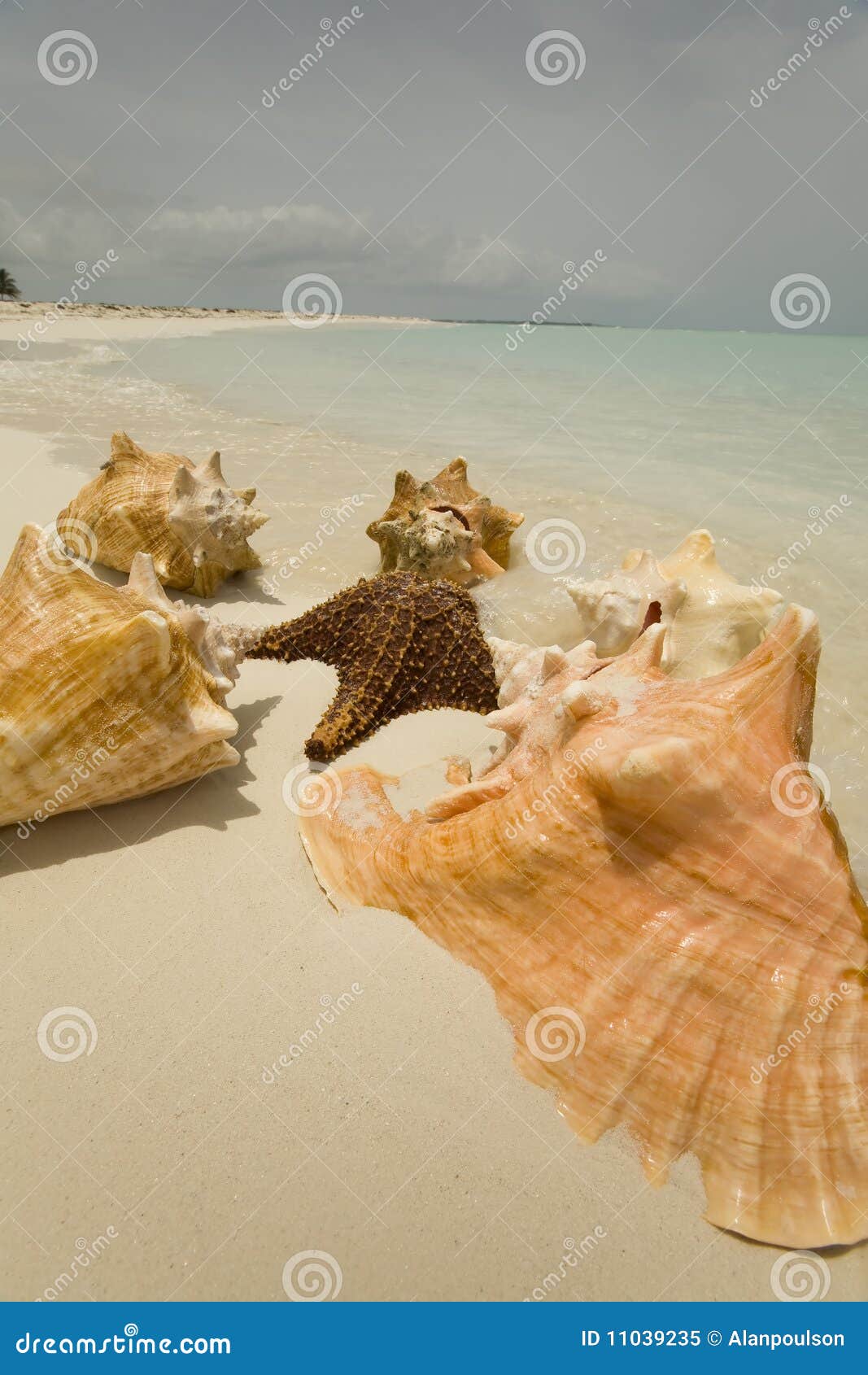 Conch Shells Royalty-Free Stock Photo | CartoonDealer.com #18611001