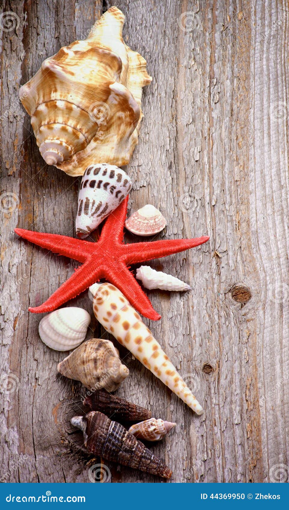 Cracked Conch Royalty-Free Stock Photography | CartoonDealer.com #32662163