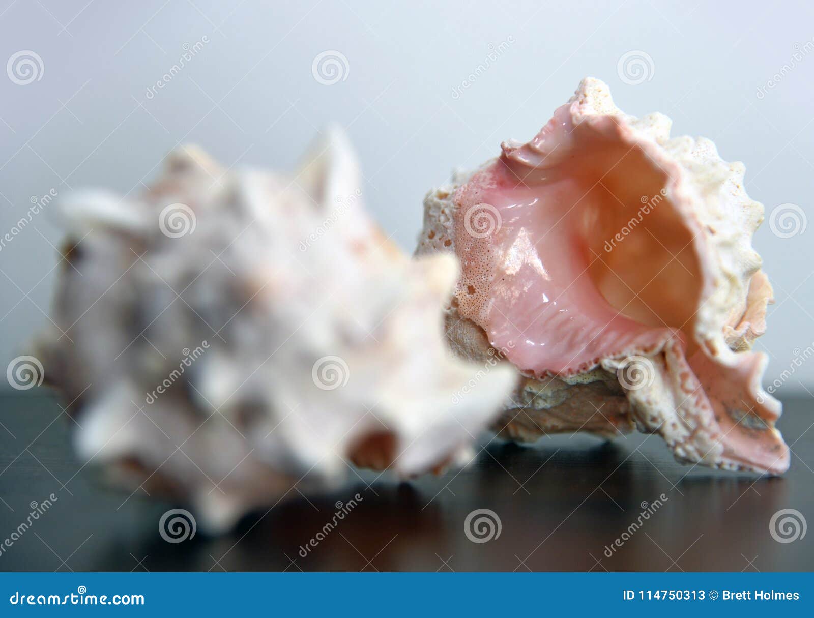 Conch shells stock image. Image of aquatic, macro, life - 114750313