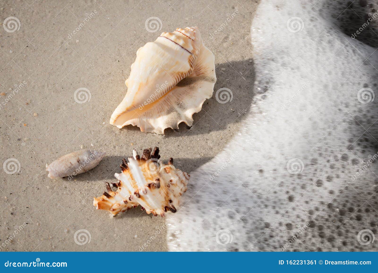 Conch Shells Washed by Gentle Waves Stock Image - Image of gentle ...