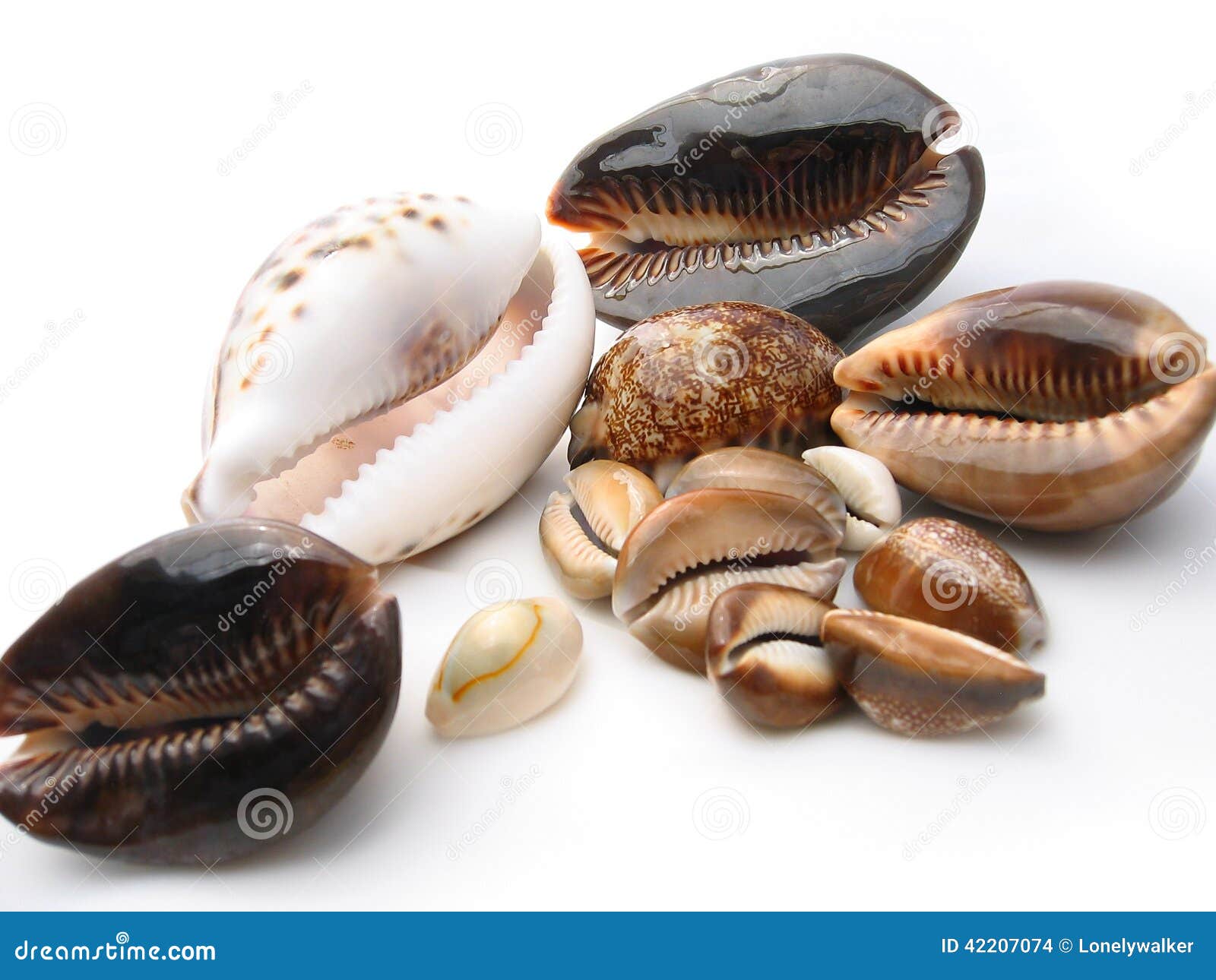 Conch Shells on White Background Stock Photo - Image of home, aquatic ...