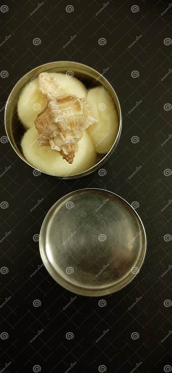 Conch in a small case stock photo. Image of icing, meal - 183509598