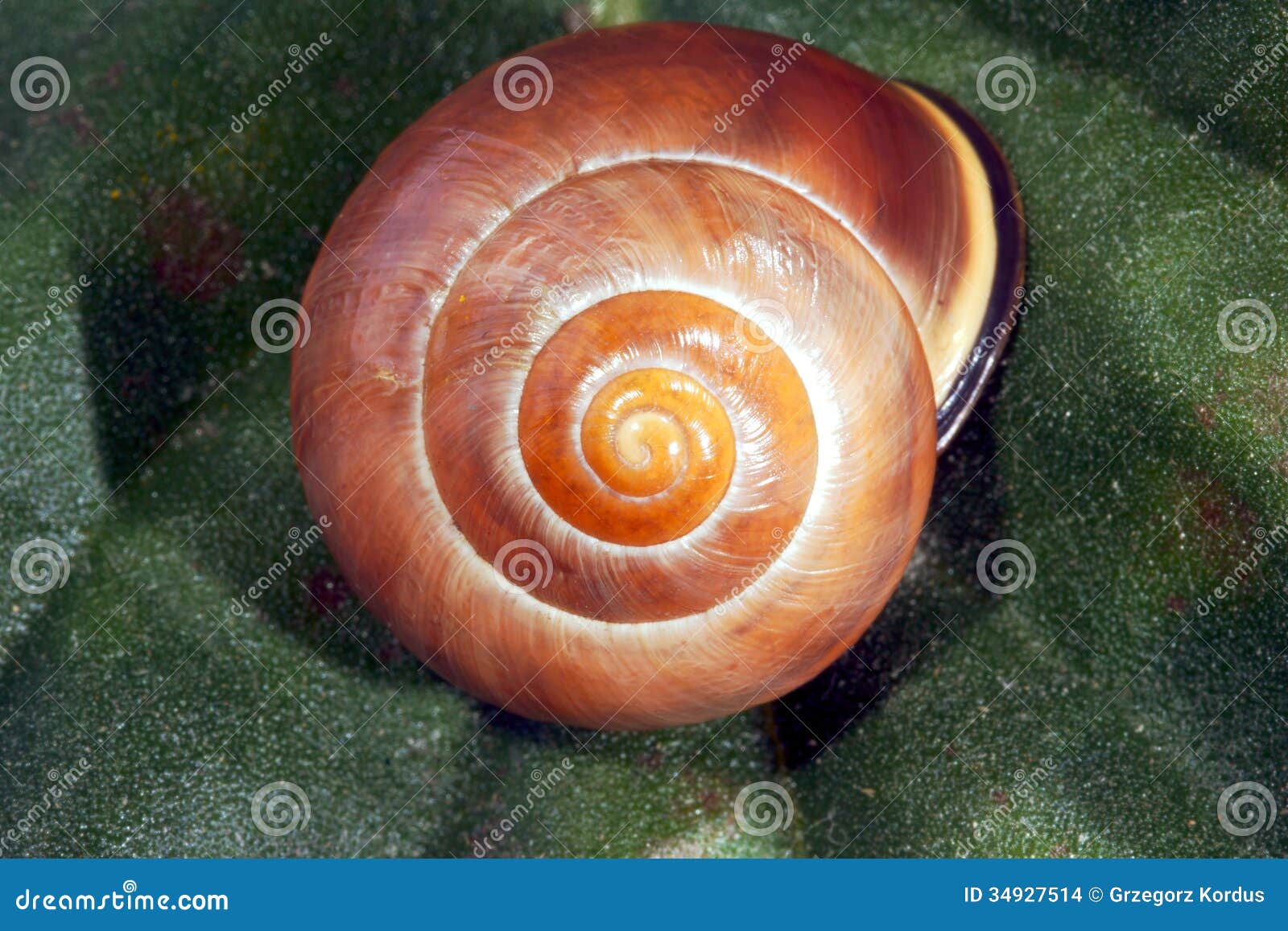 Conch snail stock photo. Image of shell, conch, fauna - 34927514