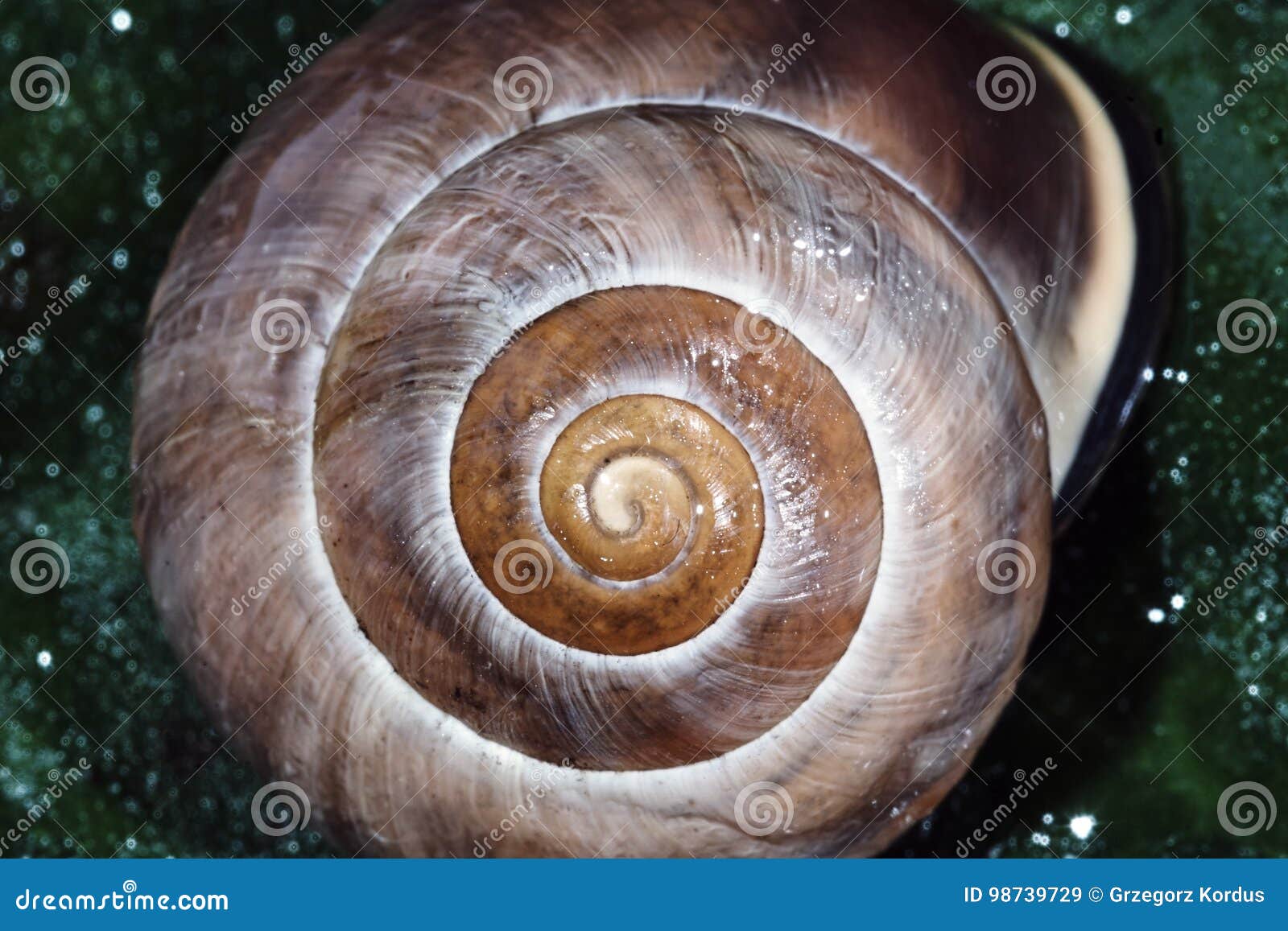 Conch snail on a leaf stock image. Image of conch, garden - 98739729