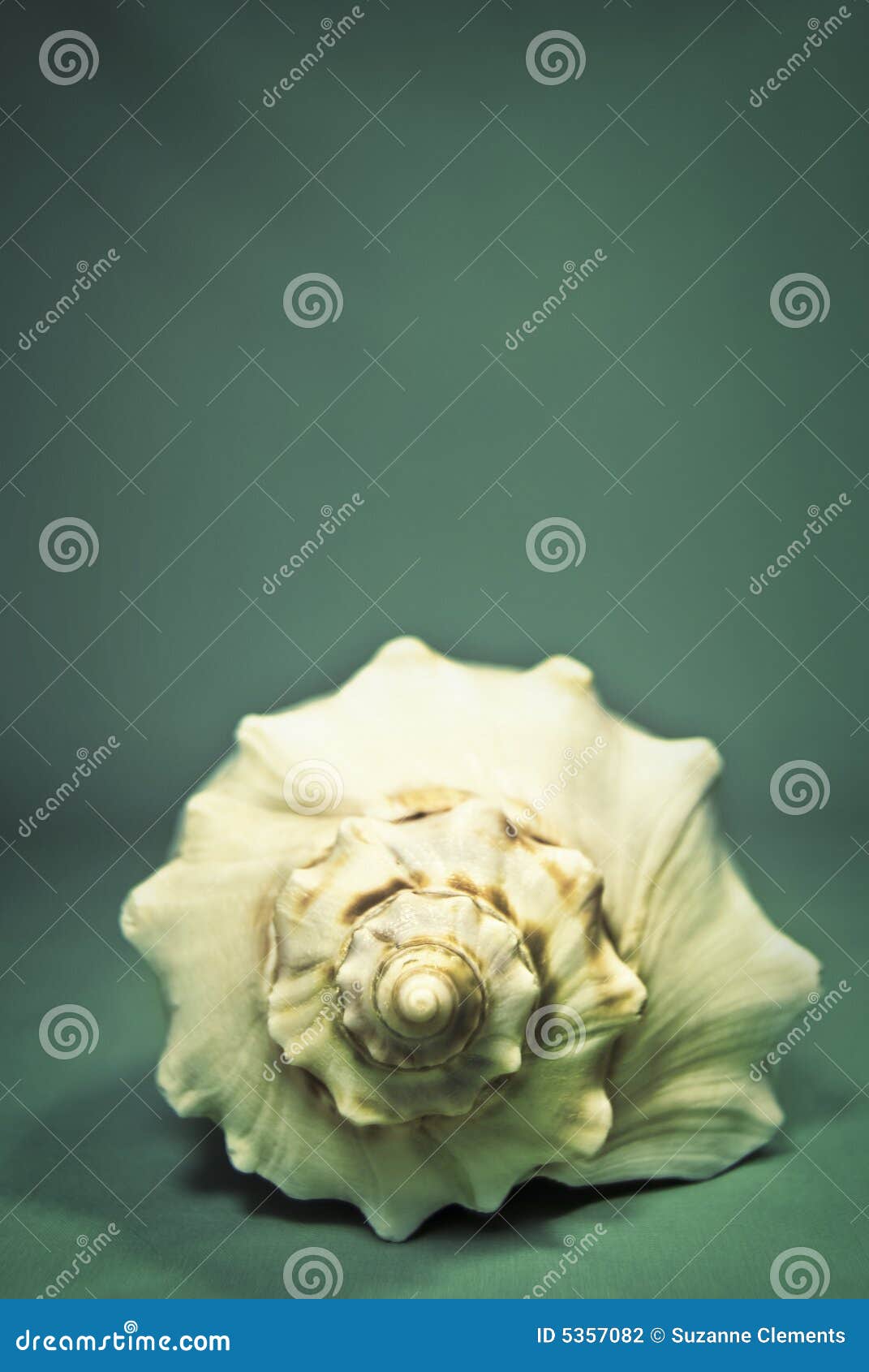 Conch Spiral stock photo. Image of aqua, copyspace, travel - 5357082