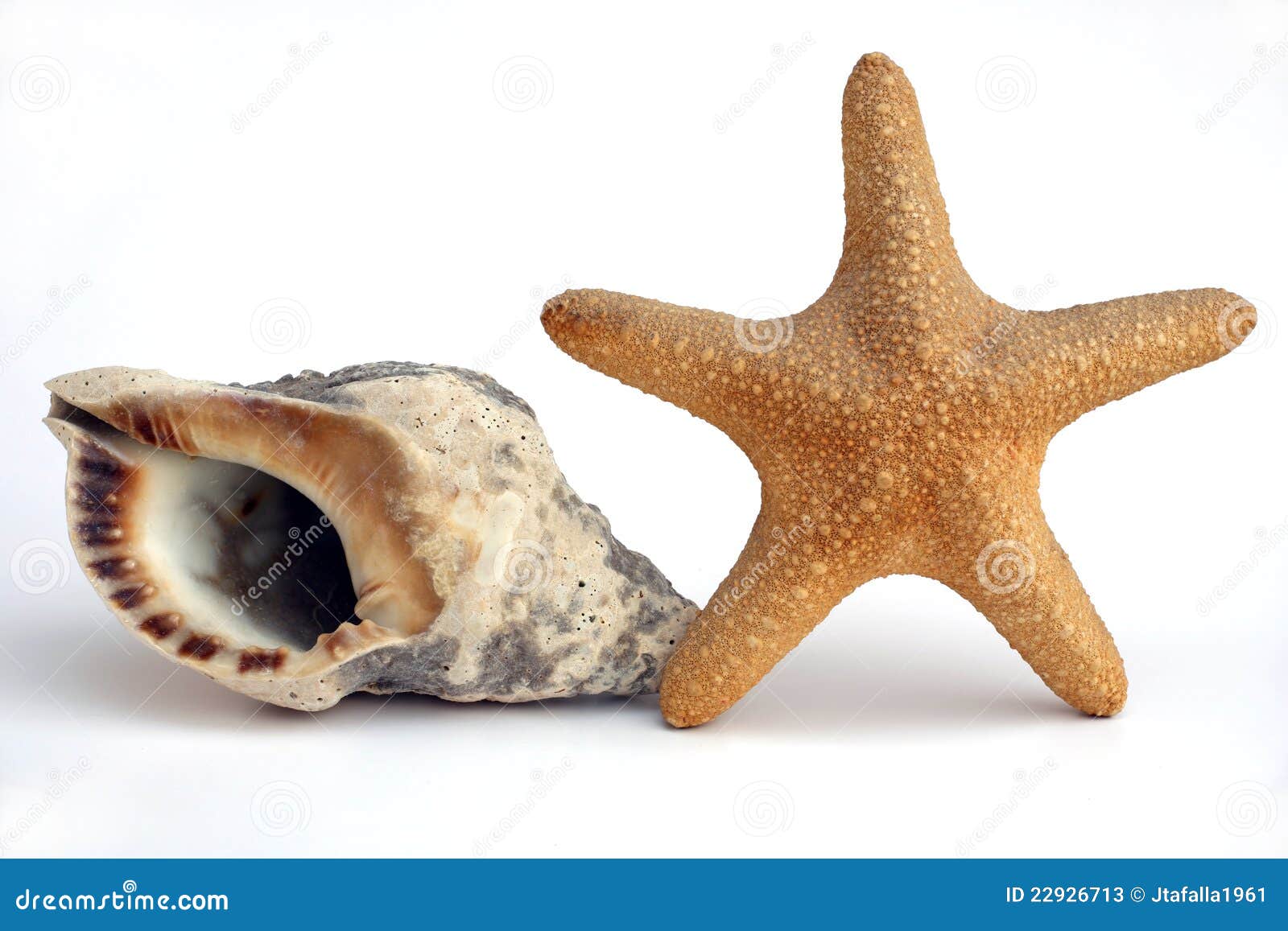 Conch and starfish stock image. Image of marine, stars - 22926713
