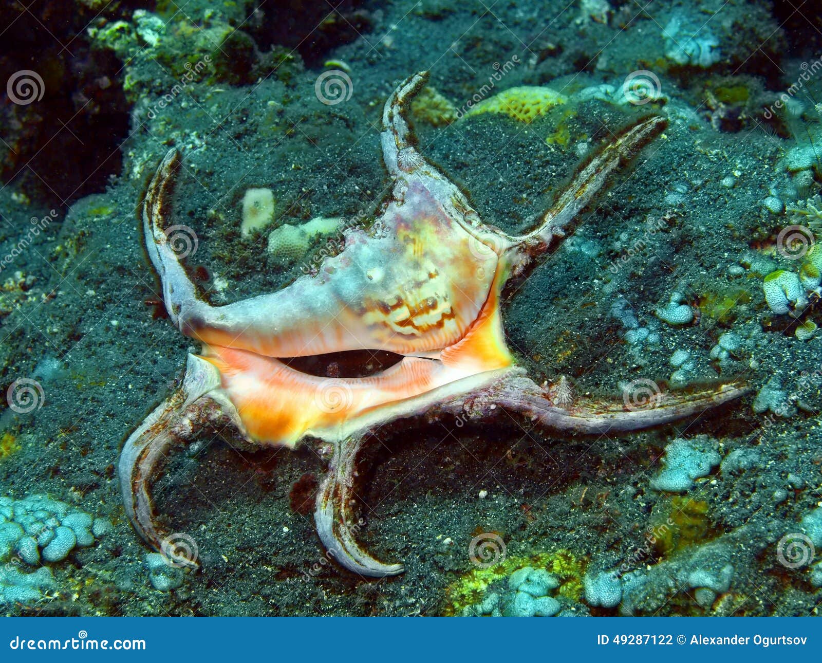 Conch stock photo. Image of water, tropic, nature, dive - 49287122