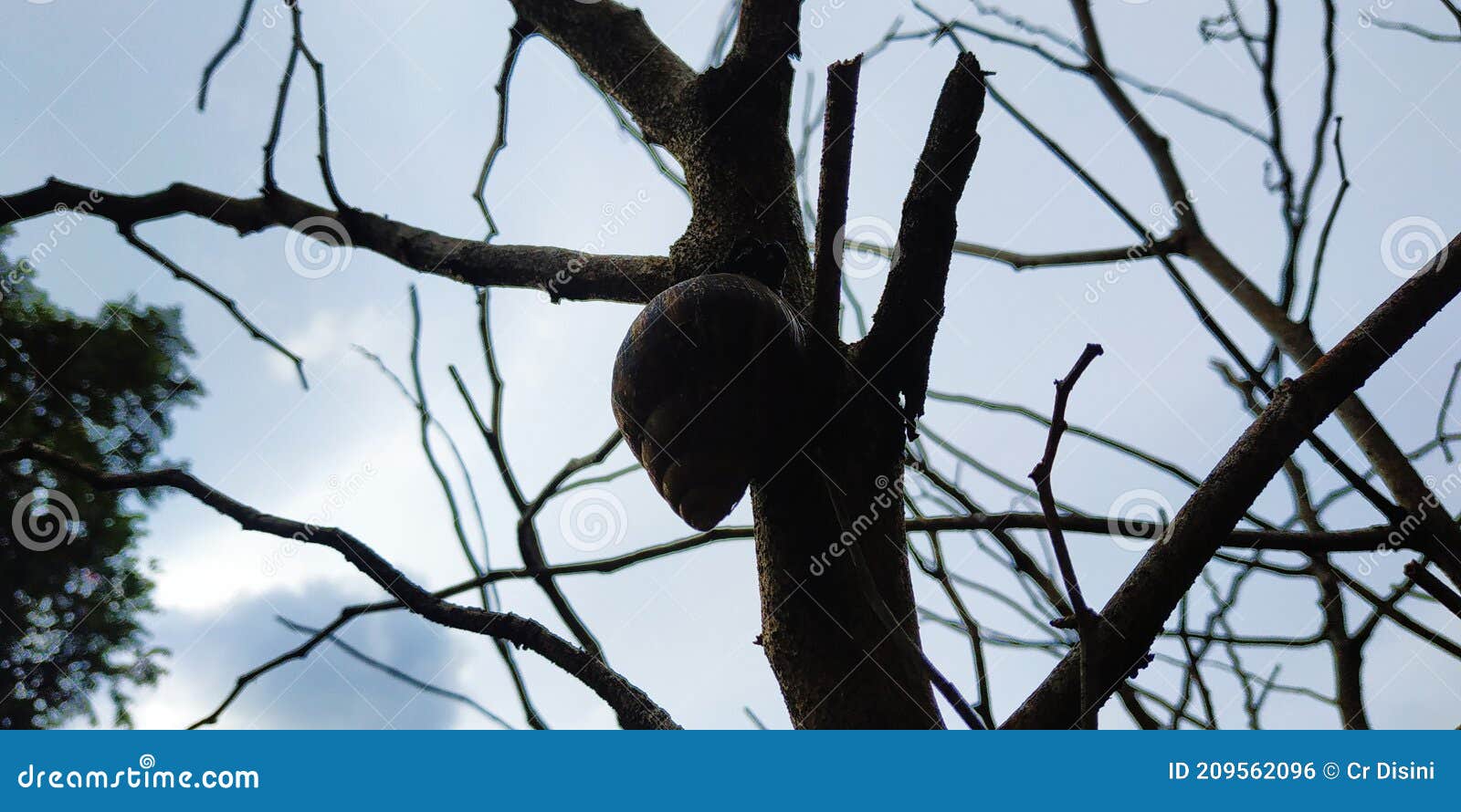 Conch trees and clouds stock photo. Image of conch, spring - 209562096