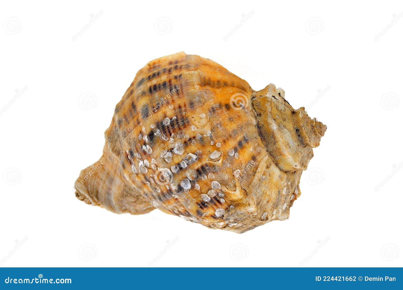 Conch on a White Background Stock Photo - Image of mollusca, salt ...