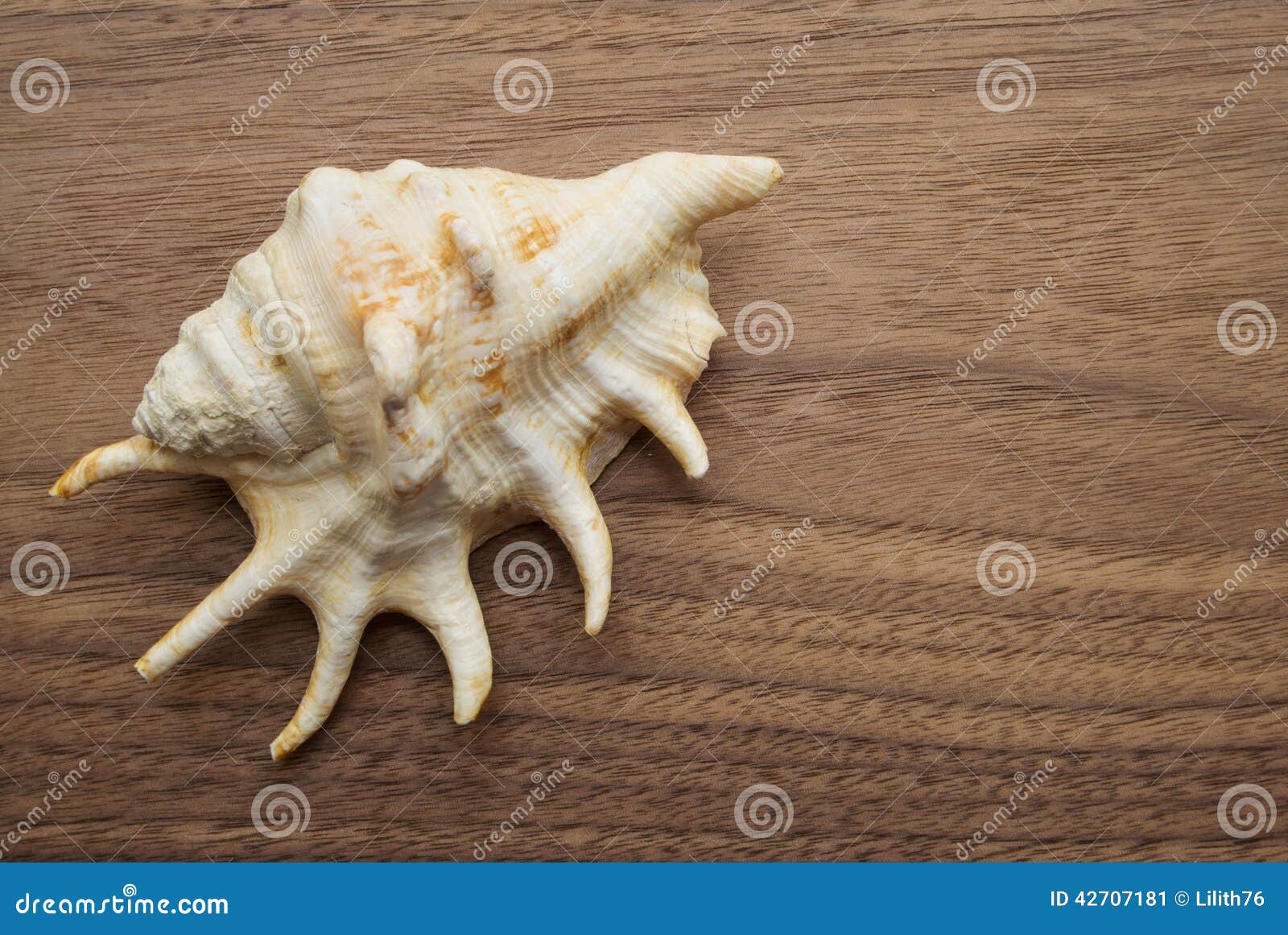 Conch on a wooden top stock image. Image of travel, crustacean - 42707181