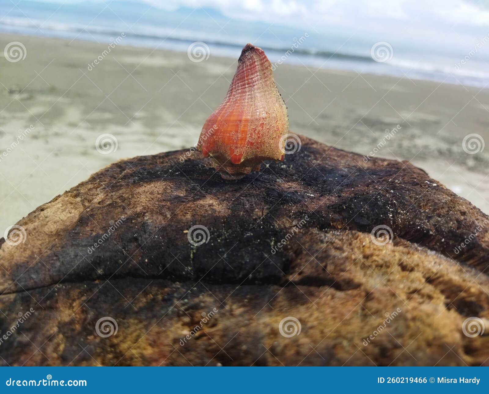 Conch on woodSea stock photo. Image of ocean, conch - 260219466