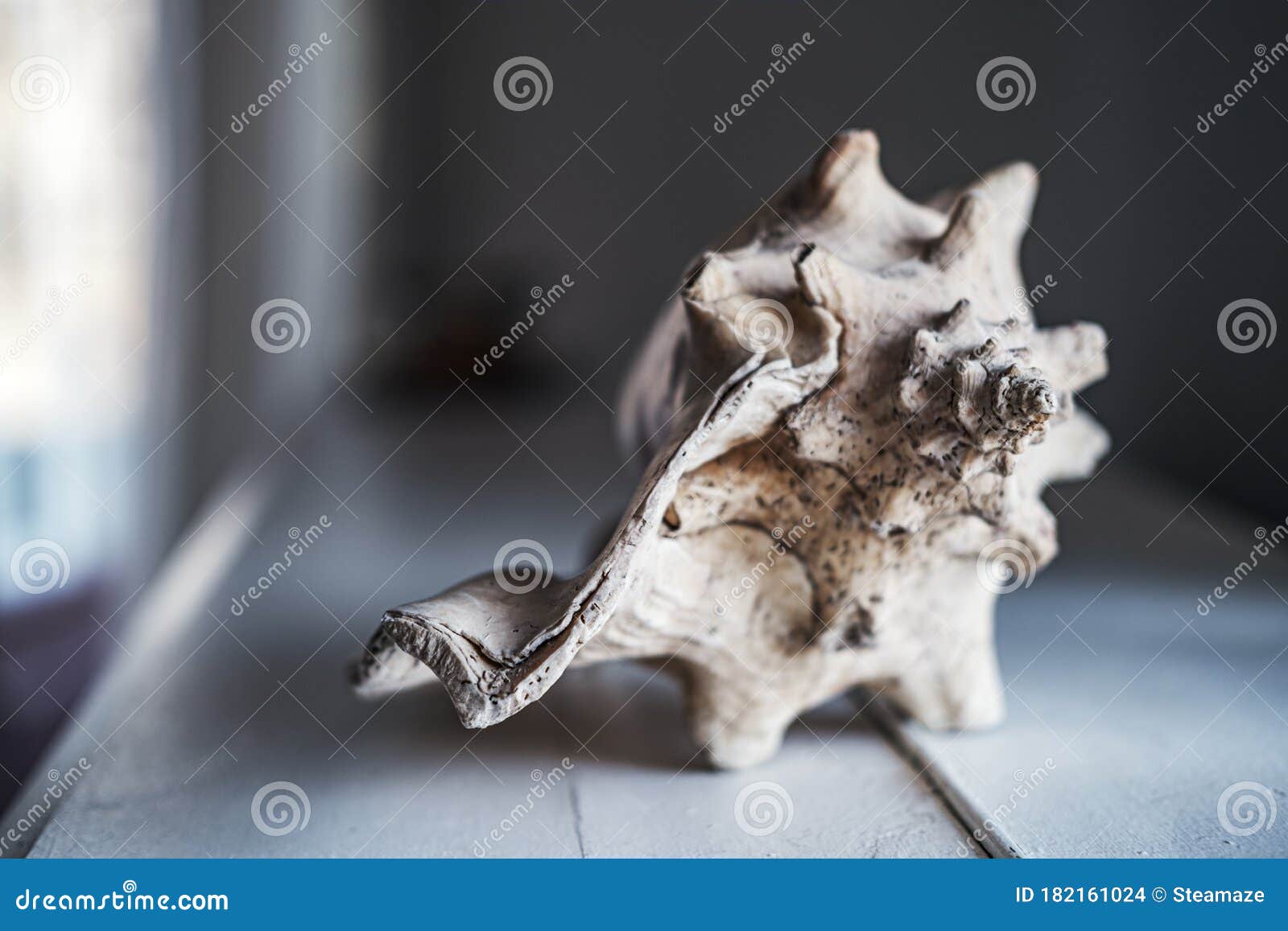 Concha blanca foto de archivo. Imagen de blanco, concha - 182161024