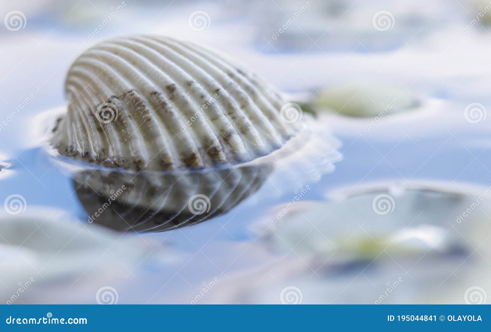 Concha Blanca Sobre El Agua Con Reflexión Imagen de archivo - Imagen de ...