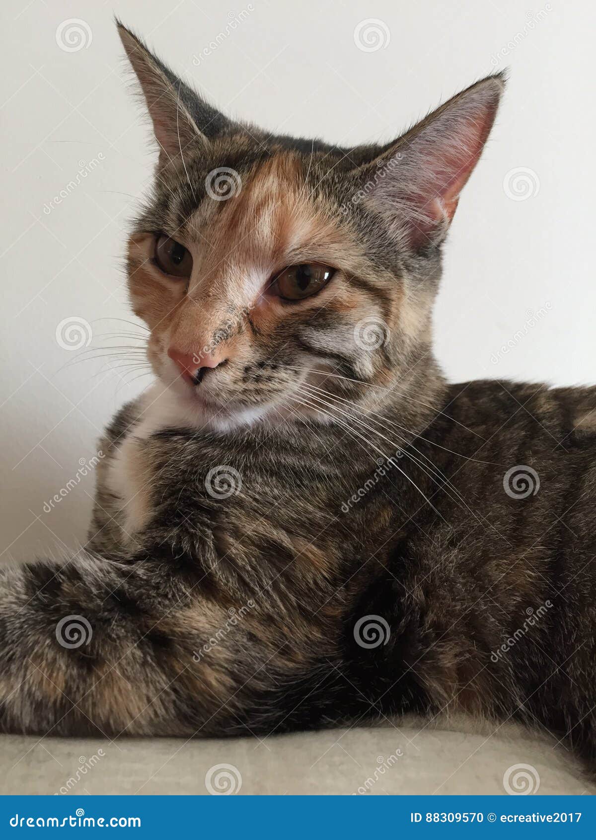 Concha bonita Tabby Cat foto de archivo. Imagen de animales - 88309570