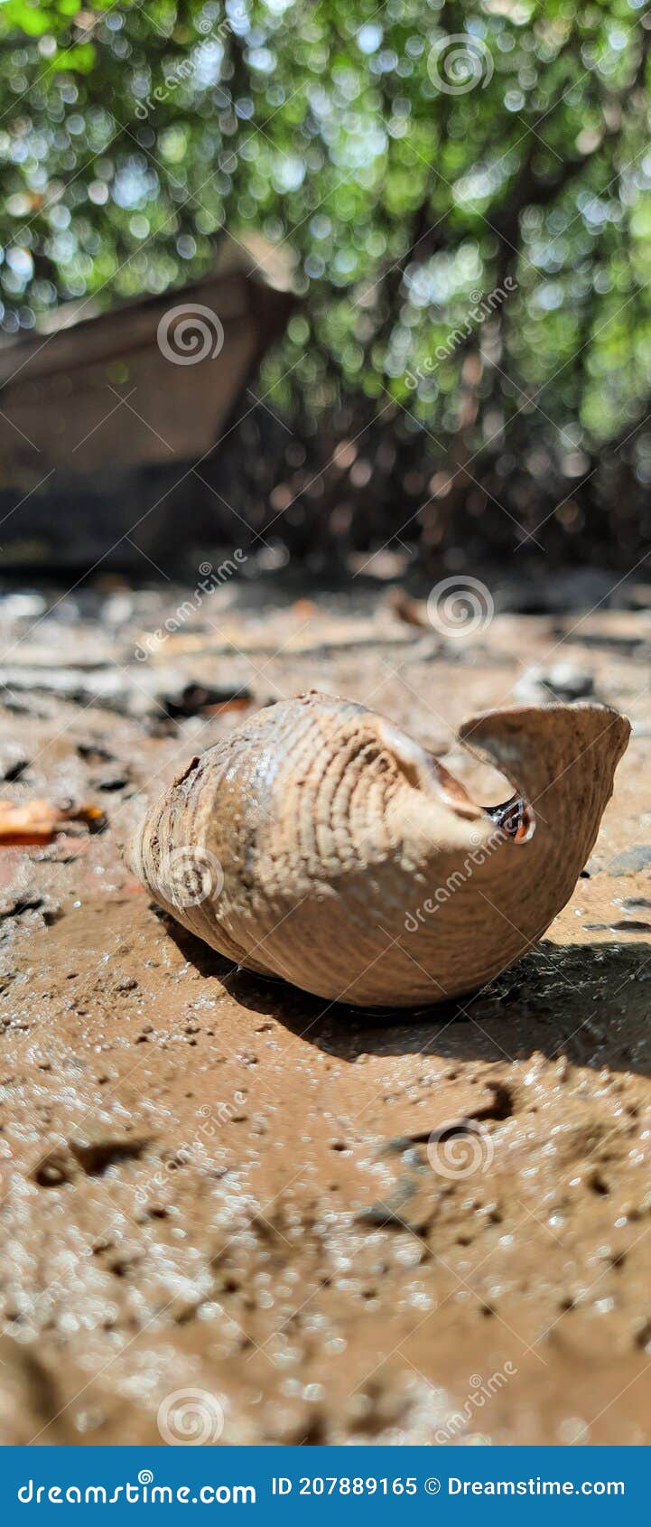 Concha de agua salada imagen de archivo. Imagen de arena - 207889165