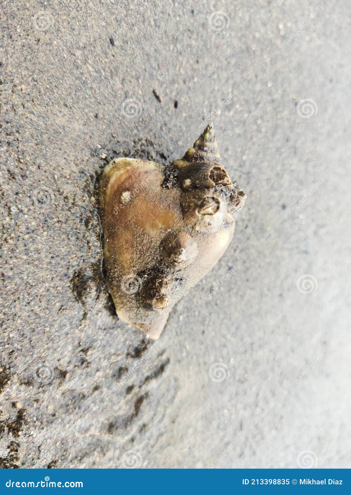 Concha De Coral Marrom Na Praia Imagem de Stock - Imagem de praia ...