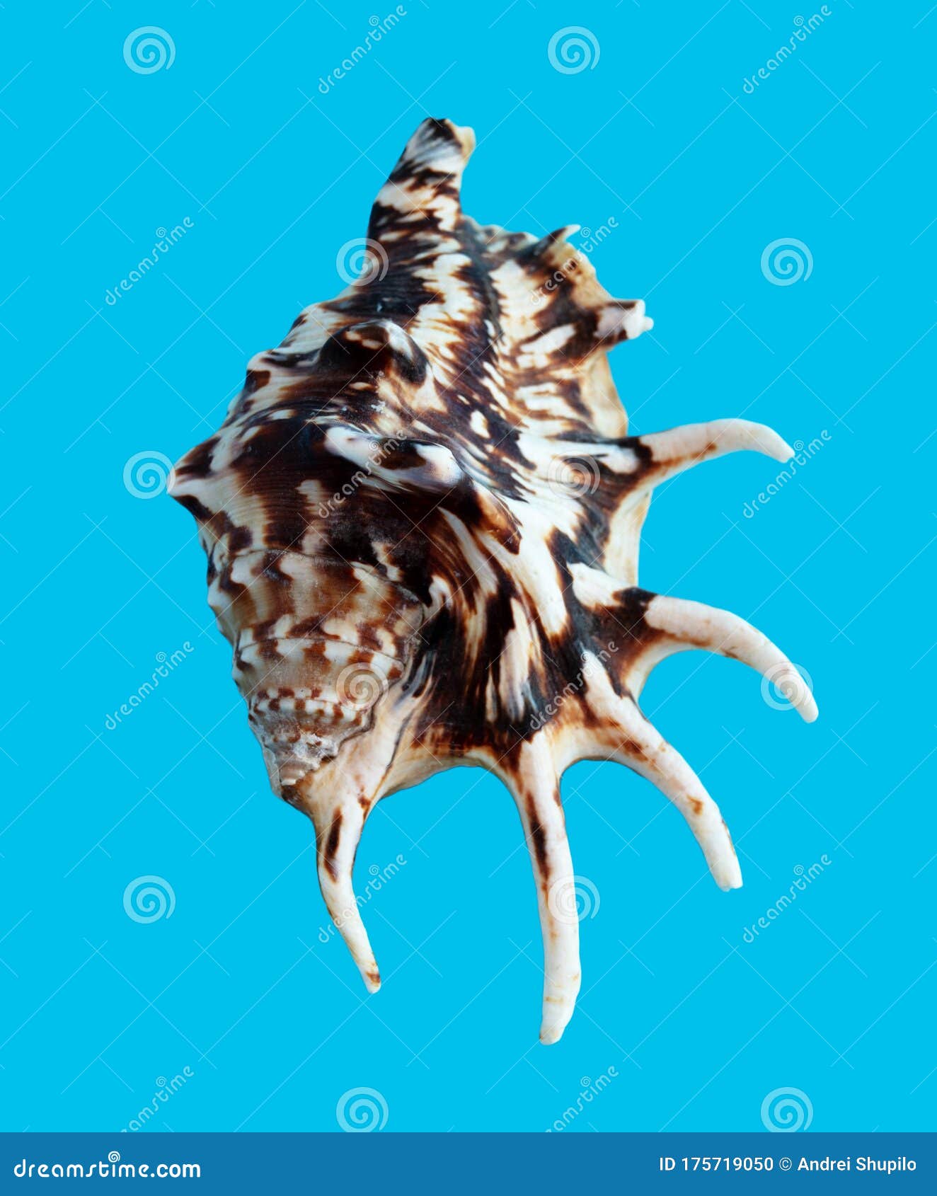 Concha De Mar Aislada En Un Fondo Azul Foto de archivo - Imagen de ...