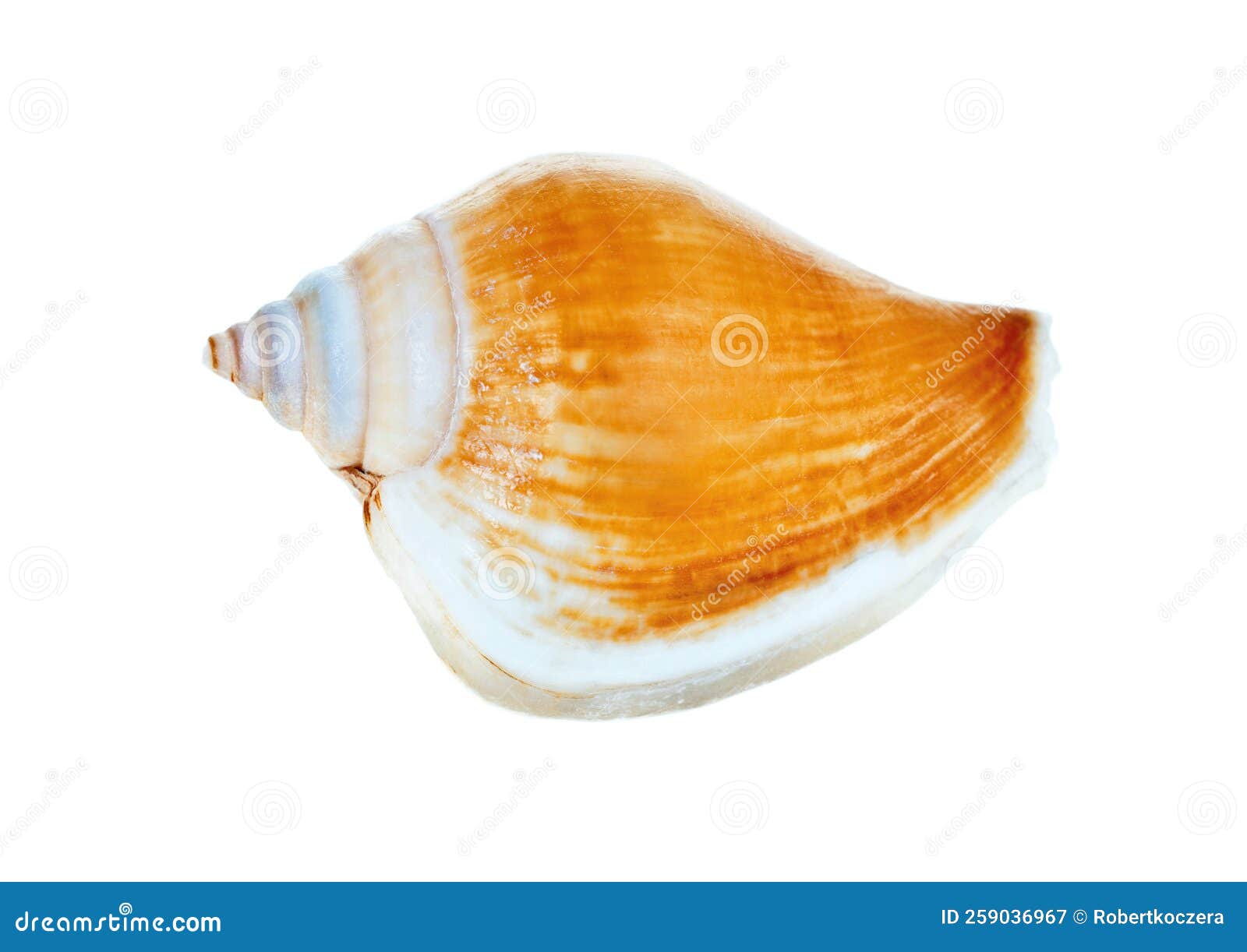 Concha De Mar Aislada De Fondo Blanco Imagen de archivo - Imagen de espiral, concha: 259036967