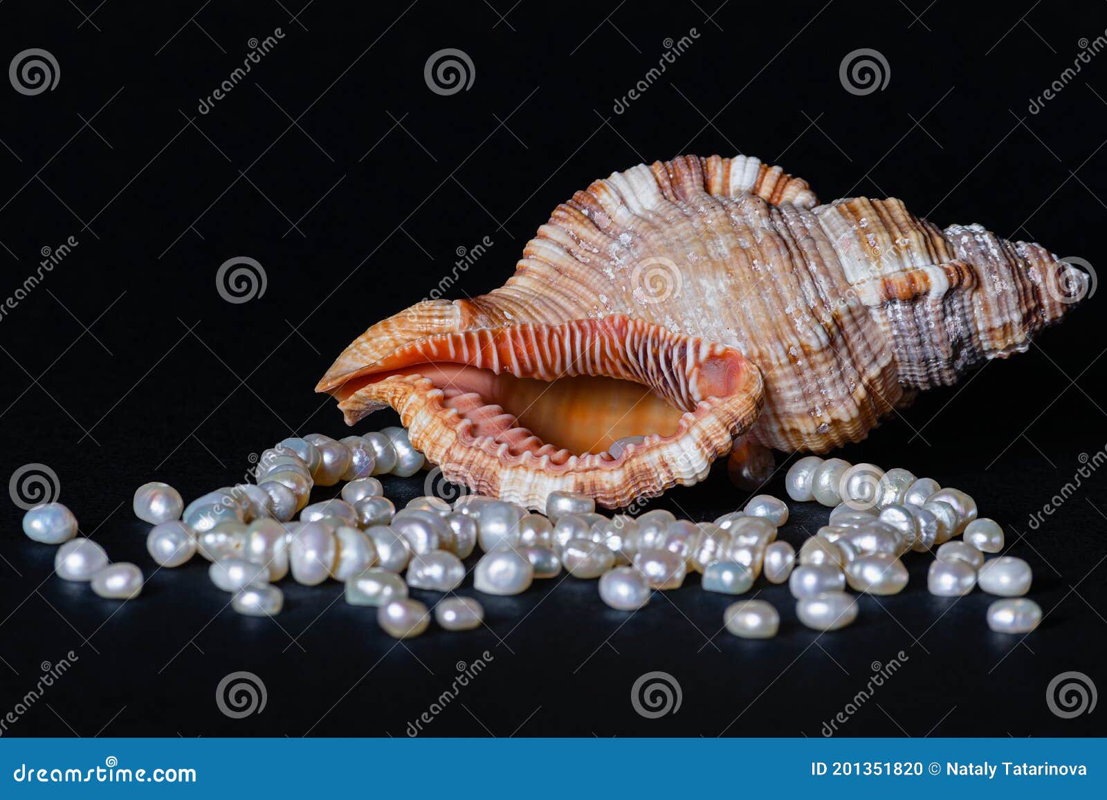 Concha De Mar Con Las Perlas Foto de archivo - Imagen de color, joya ...