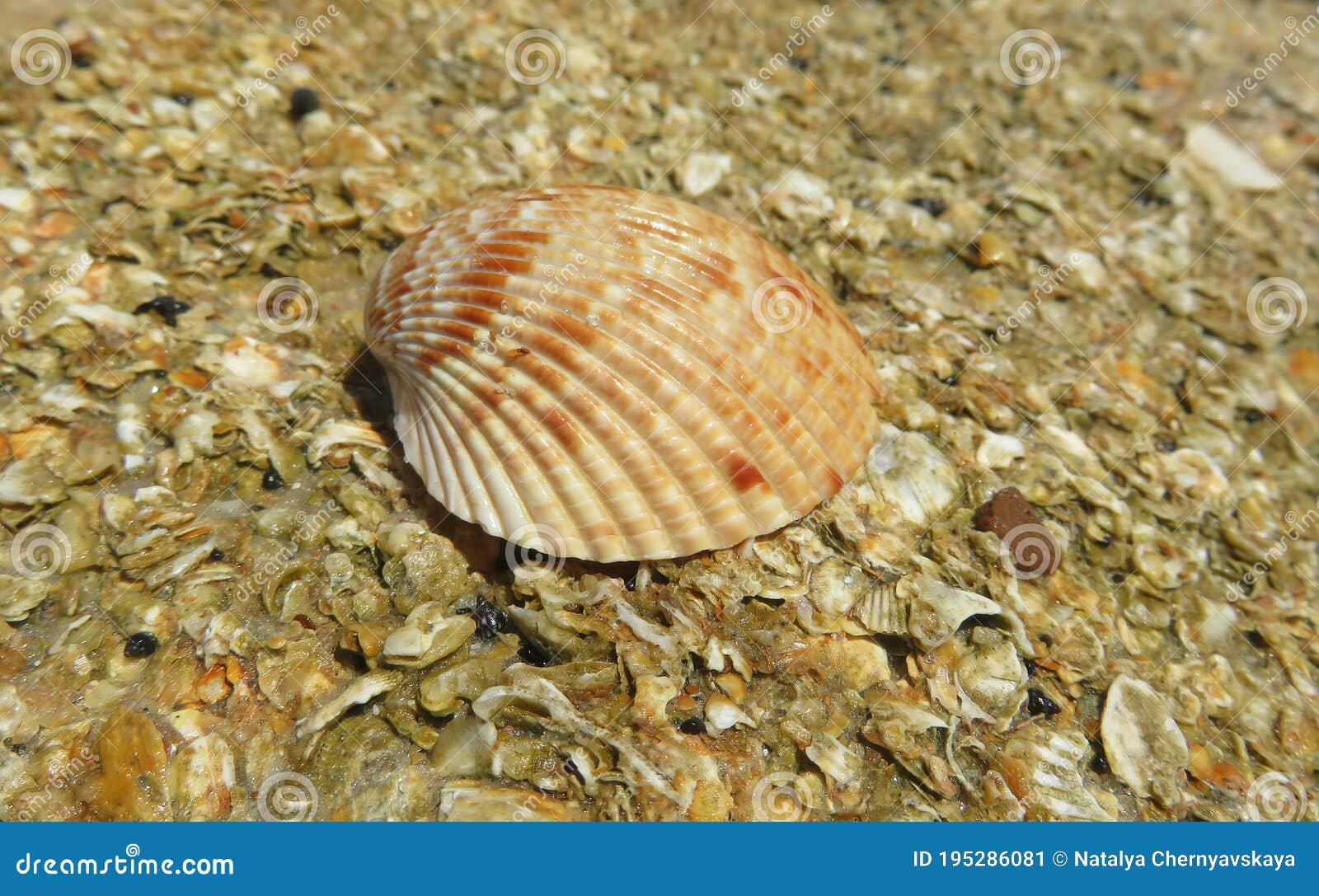 Concha De Mar En La Playa De Florida Imagen de archivo - Imagen de ...