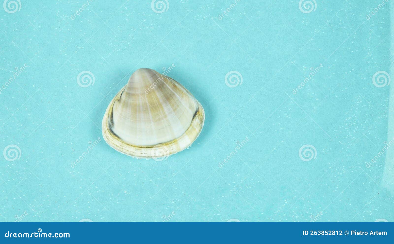 Concha De Mar Sobre Fondo Azul. Foto de archivo - Imagen de relaje ...