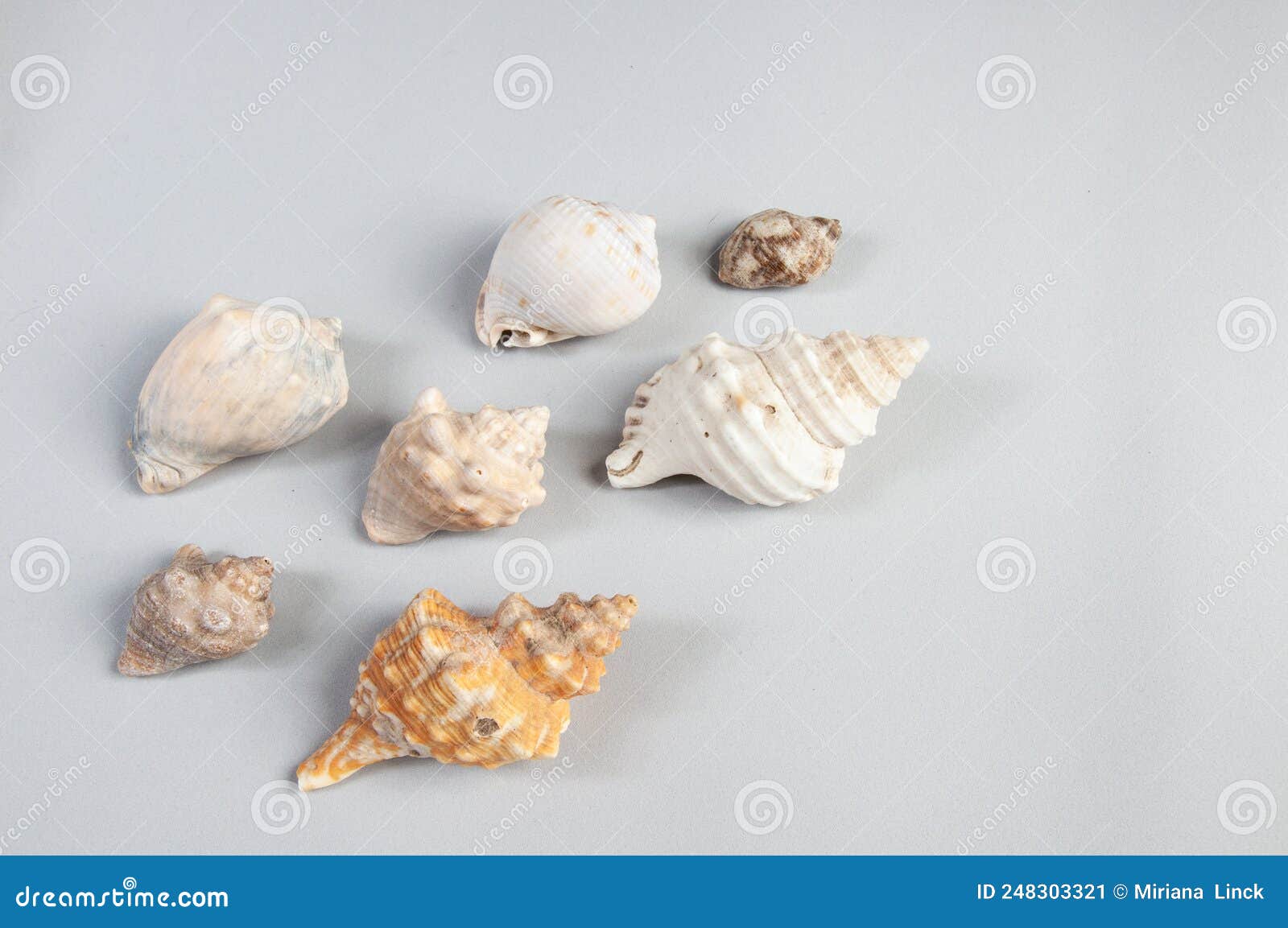 Concha De Mar Sobre Fondo Blanco Imagen de archivo - Imagen de copia ...