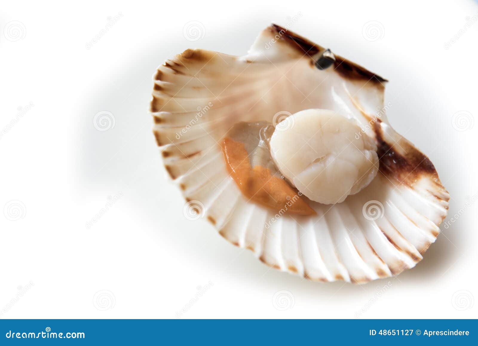 Concha De Peregrino Abierta Imagen de archivo - Imagen de plato ...