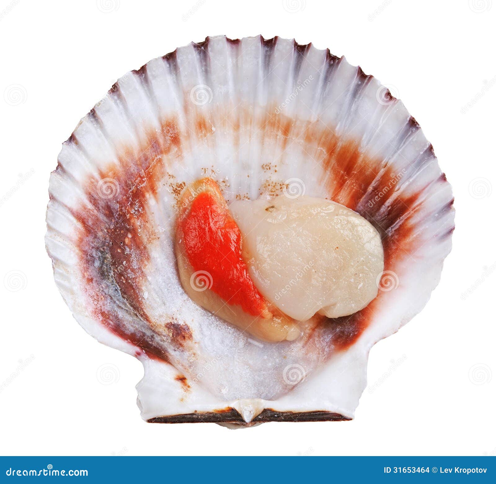 Concha De Peregrino Abierta Fresca Foto de archivo - Imagen de blanco ...