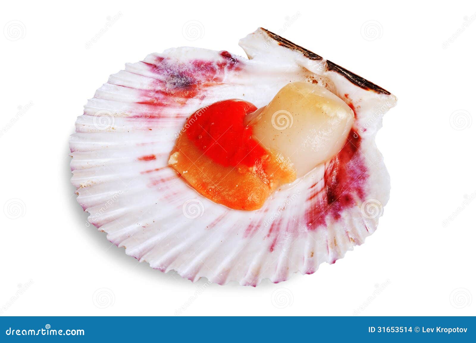 Concha De Peregrino Abierta Fresca Foto de archivo - Imagen de alimento ...