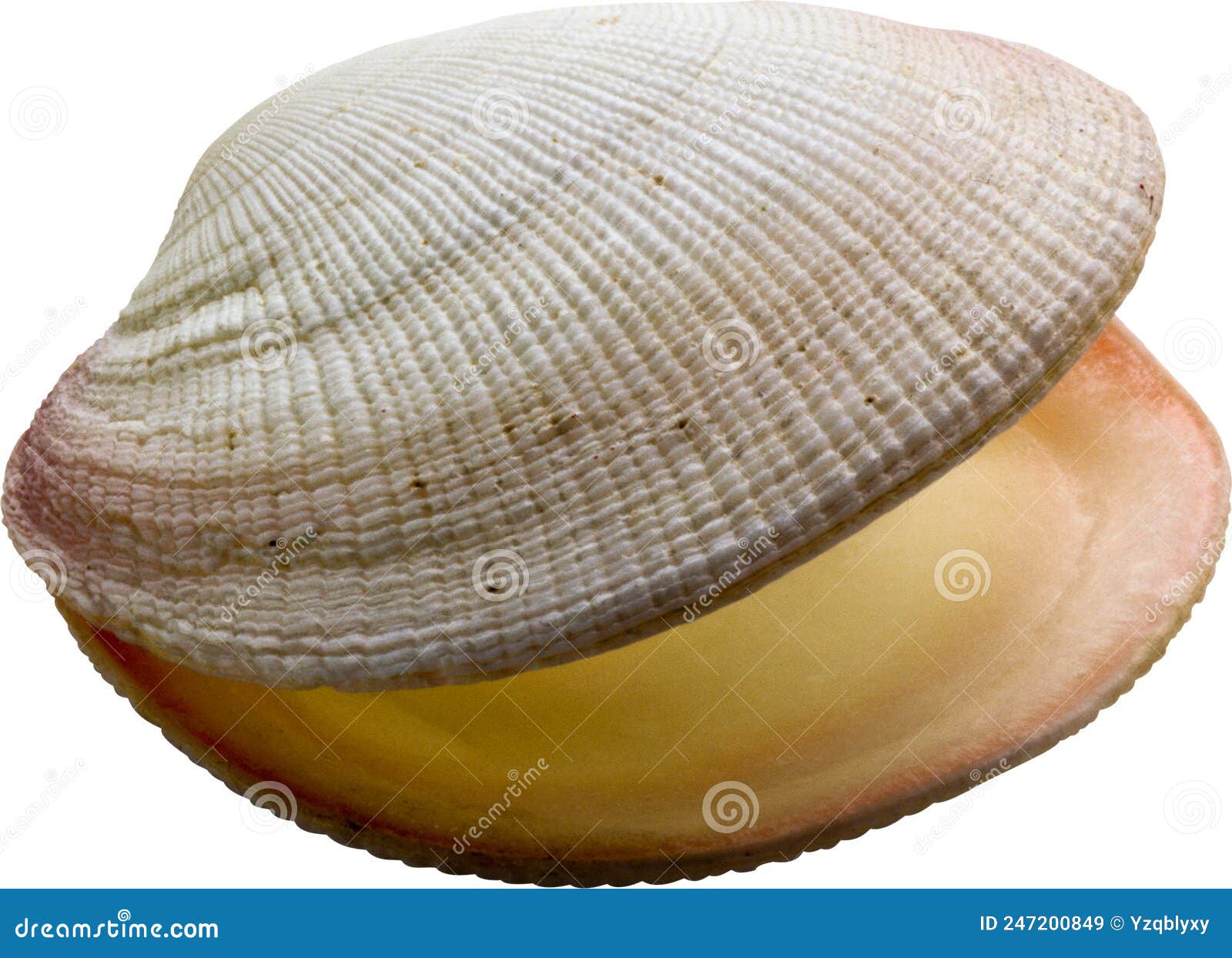 Concha de vieira imagen de archivo. Imagen de vieira - 247200849