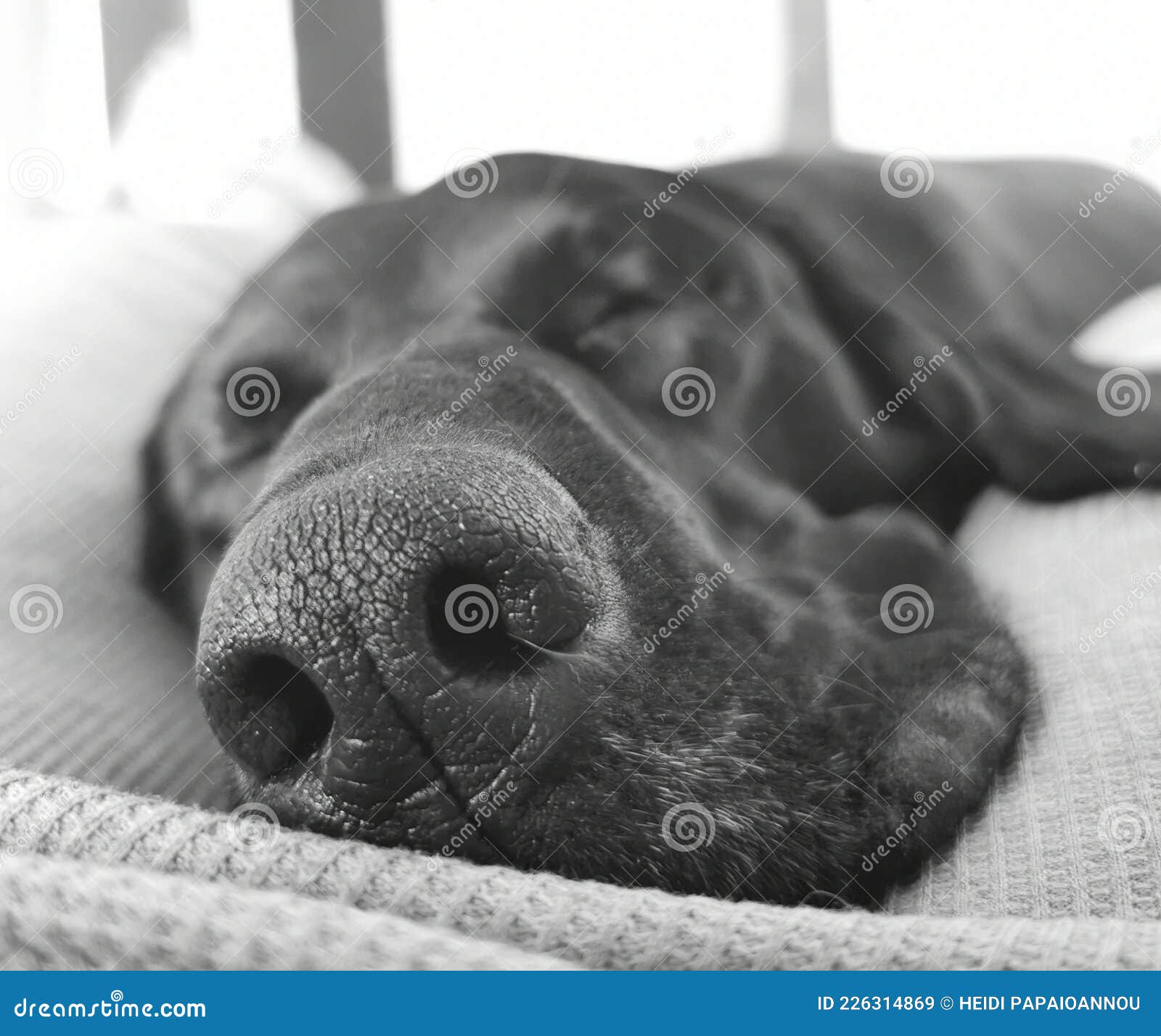 Concha Del Puntero Del Perro Dormido Imagen de archivo - Imagen de ...