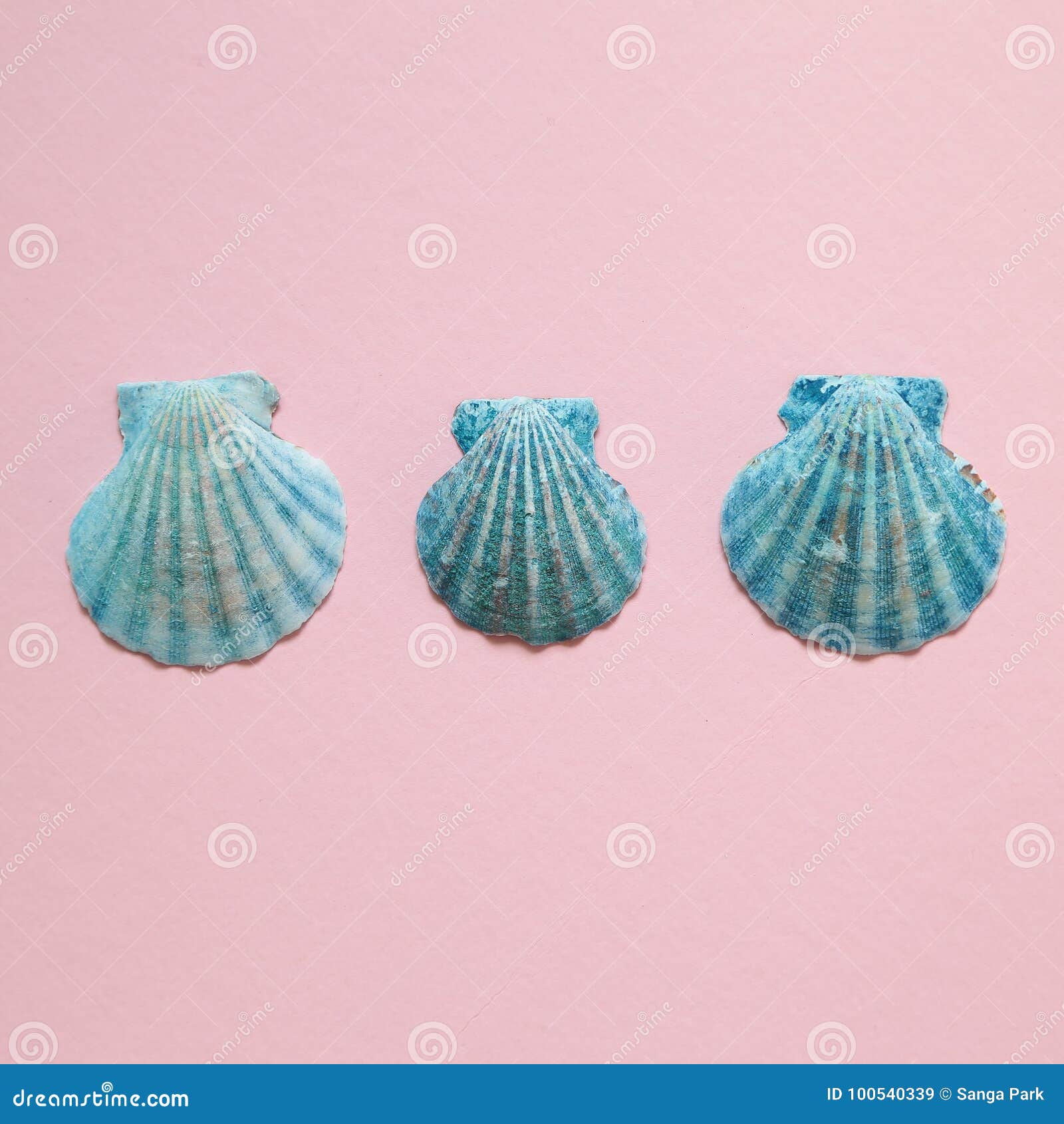 Concha Do Mar Azul Da Cor No Fundo De Papel Cor-de-rosa Imagem de Stock ...