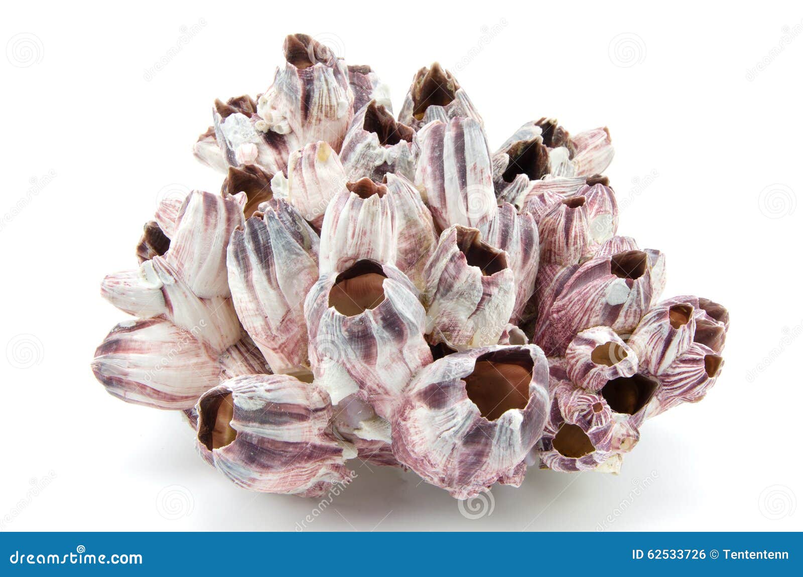 Concha Do Mar Da Craca Isolada No Fundo Branco Foto de Stock - Imagem ...