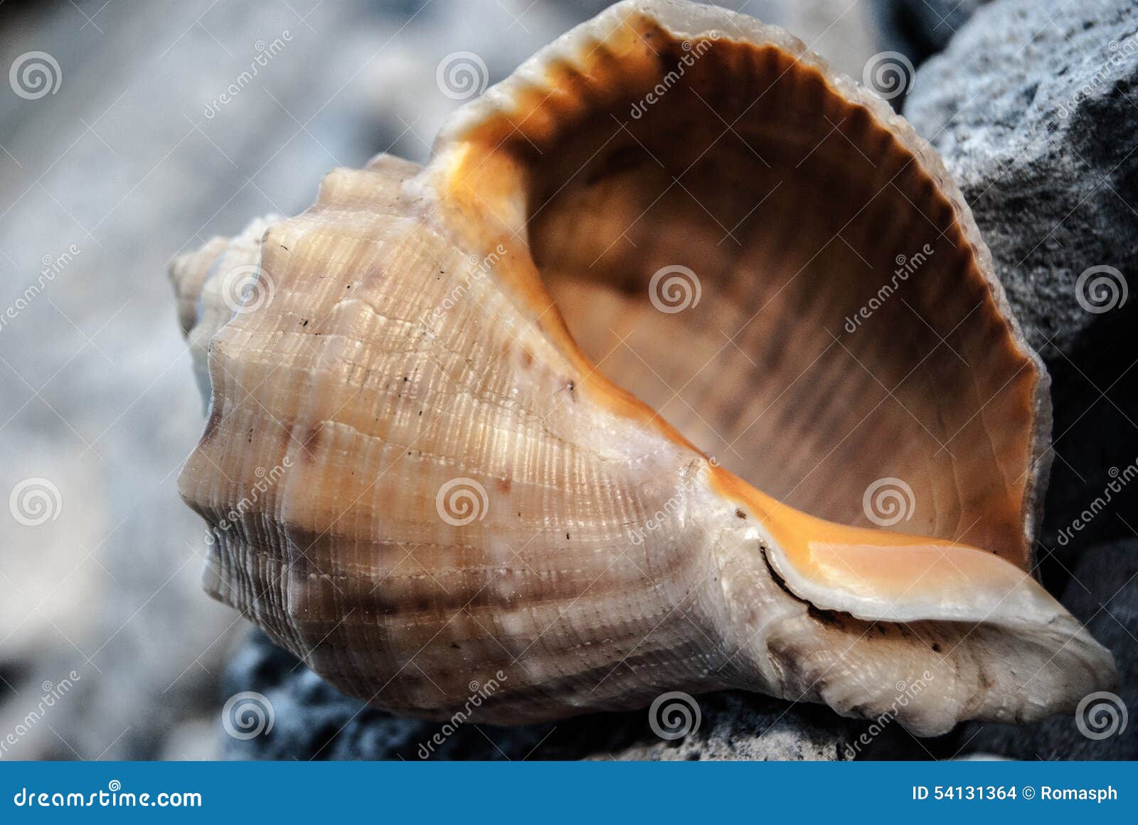 Concha do mar na praia foto de stock. Imagem de espuma - 54131364