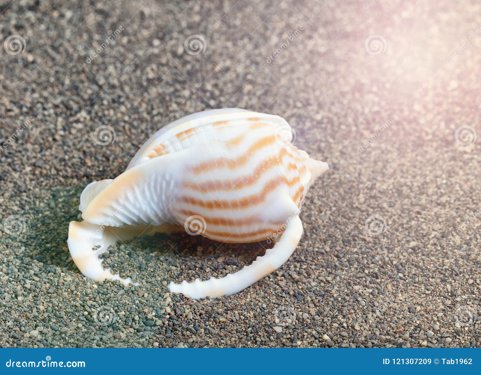 Concha Do Mar Na Praia Com Brilho Da Luz Solar Imagem de Stock - Imagem ...