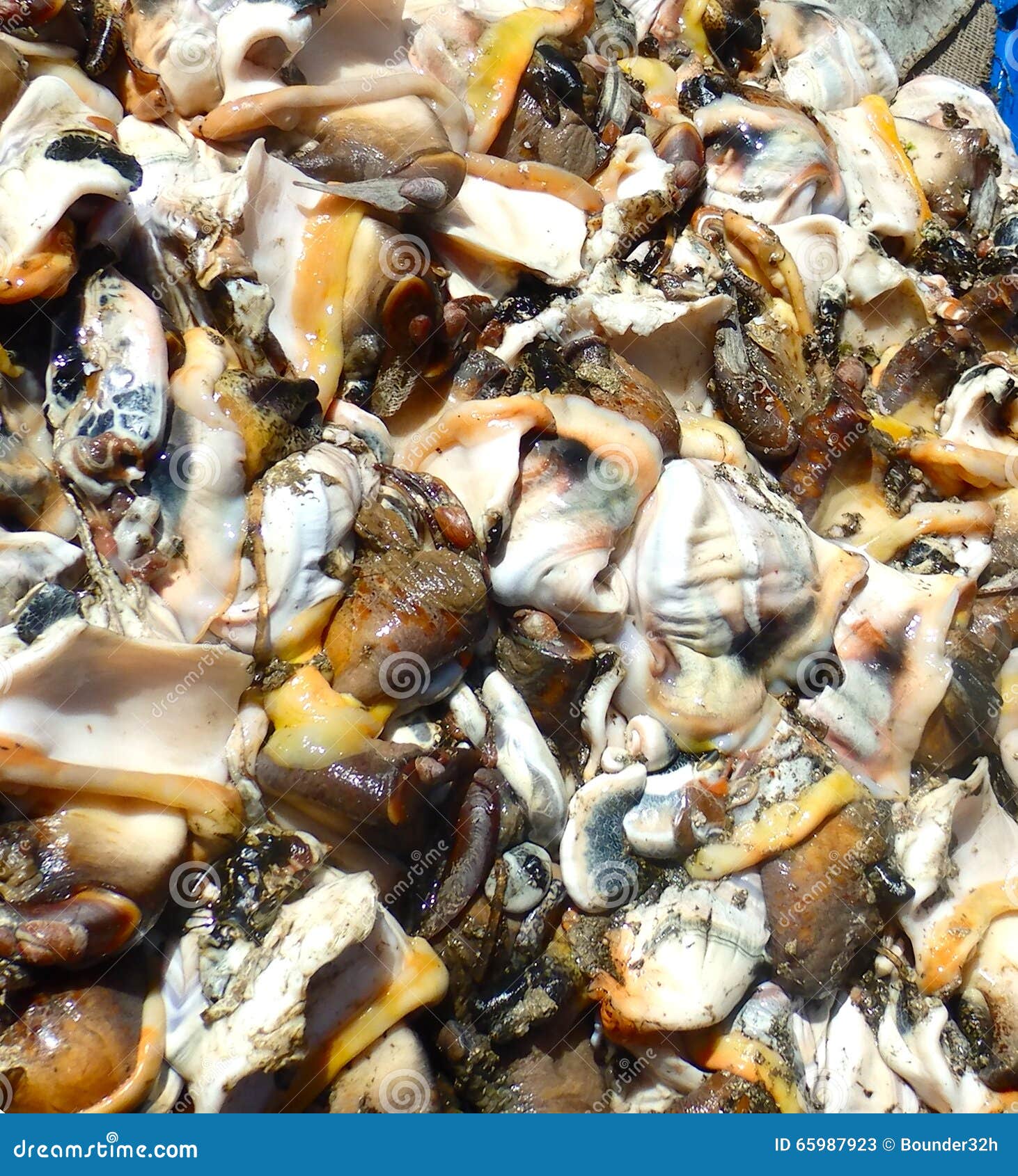 Concha en el Caribe imagen de archivo. Imagen de tropical - 65987923