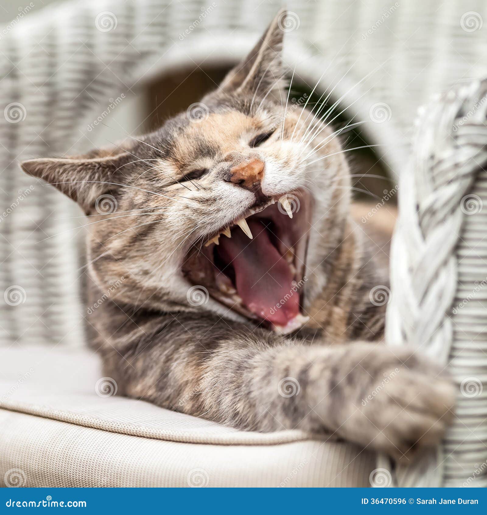 Concha-gato Atigrado Que Se Sienta Cat Yawning Foto de archivo - Imagen ...