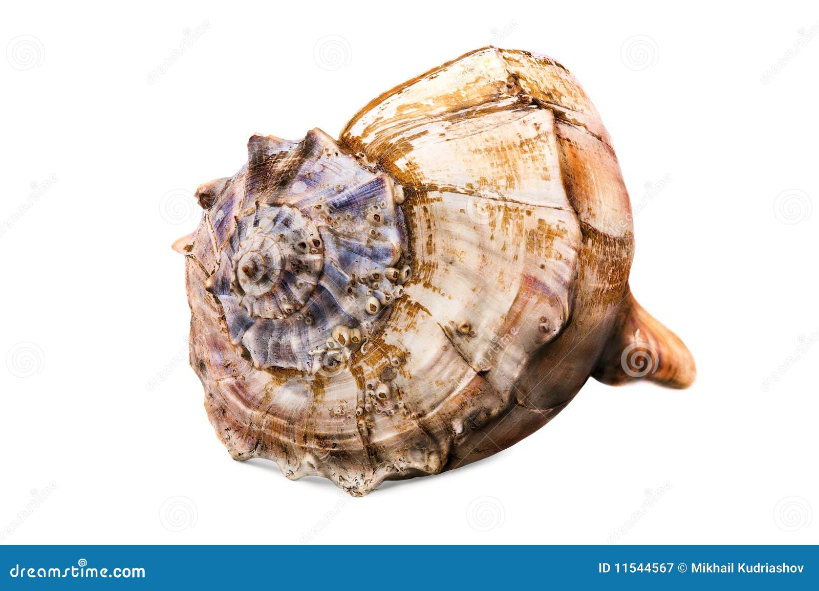 Concha grande imagen de archivo. Imagen de macro, casco - 11544567