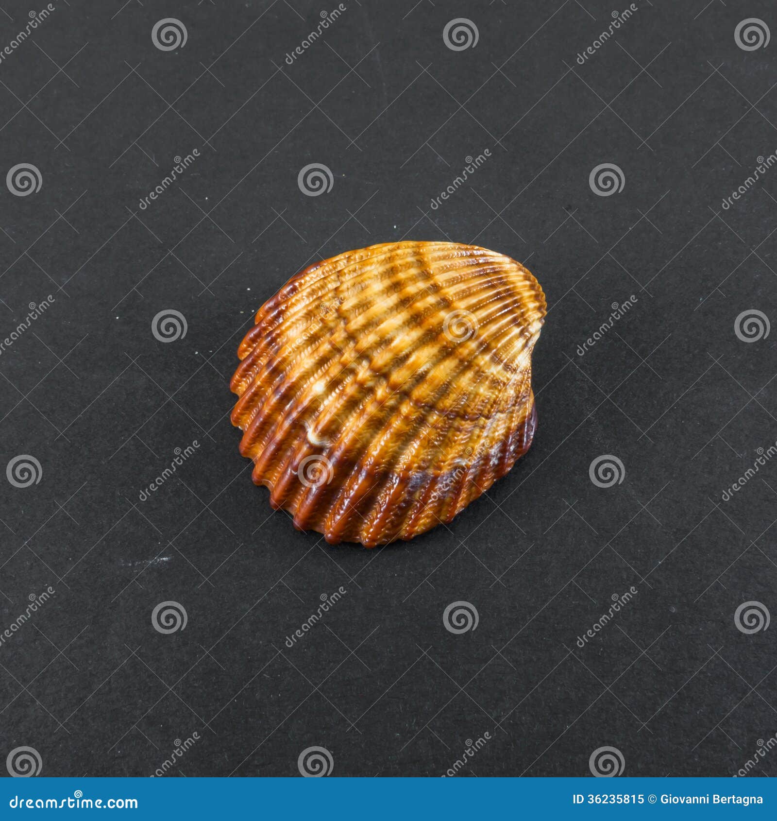 Concha marina imagen de archivo. Imagen de alimento, color - 36235815