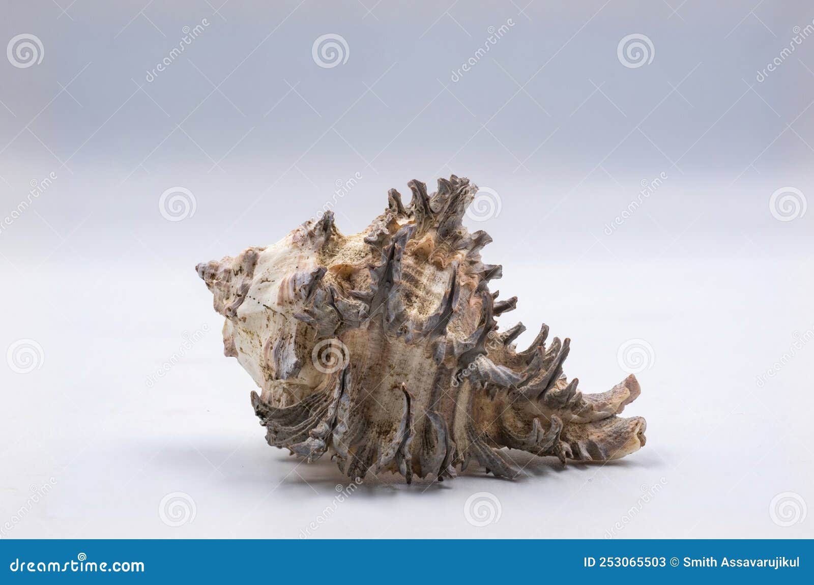 Concha Marina Aislada En Fondo Blanco Imagen de archivo - Imagen de ...