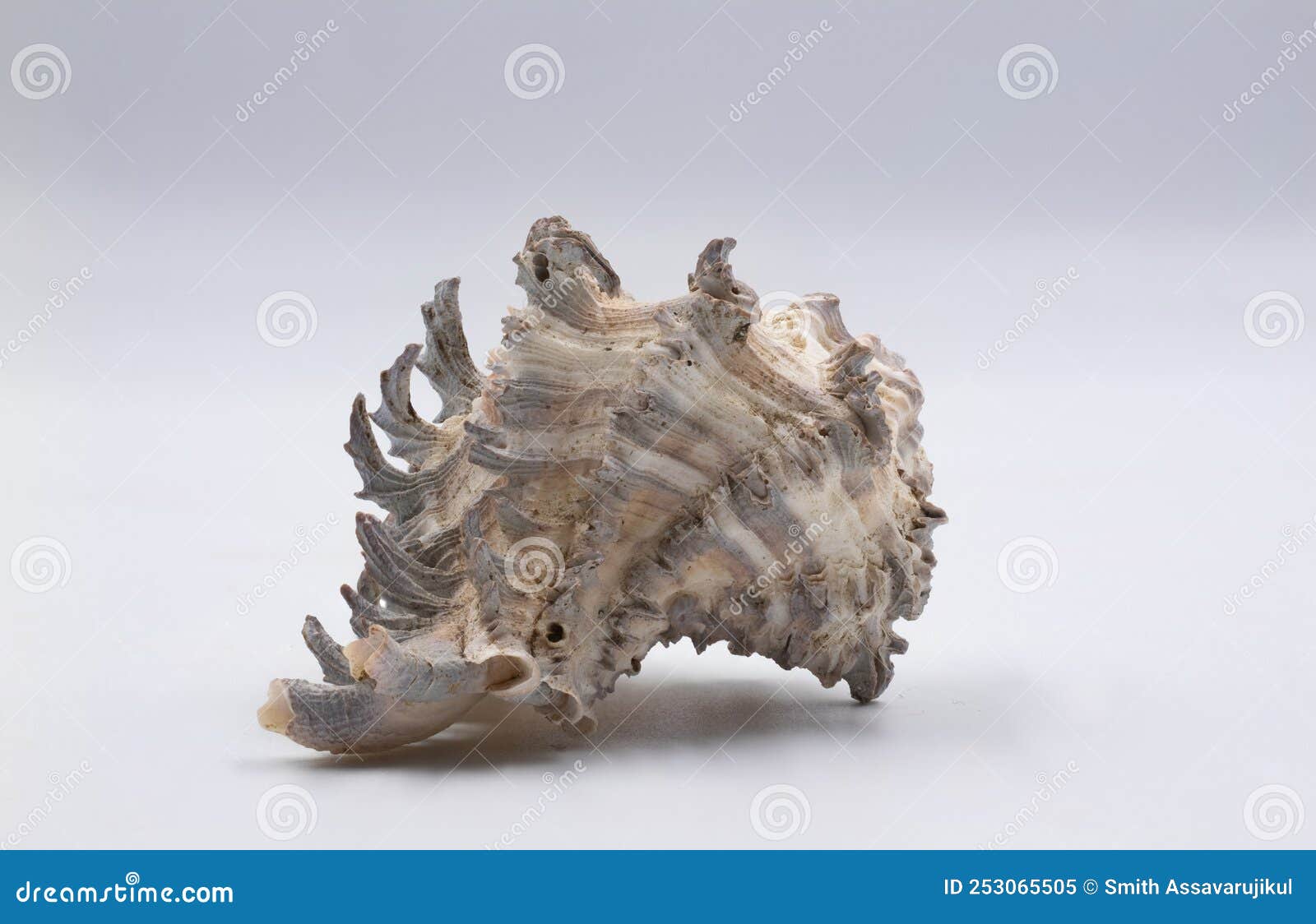 Concha Marina Aislada En Fondo Blanco Imagen de archivo - Imagen de ...