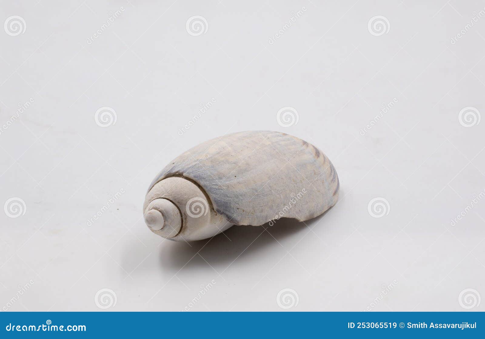 Concha Marina Aislada En Fondo Blanco Imagen de archivo - Imagen de ...