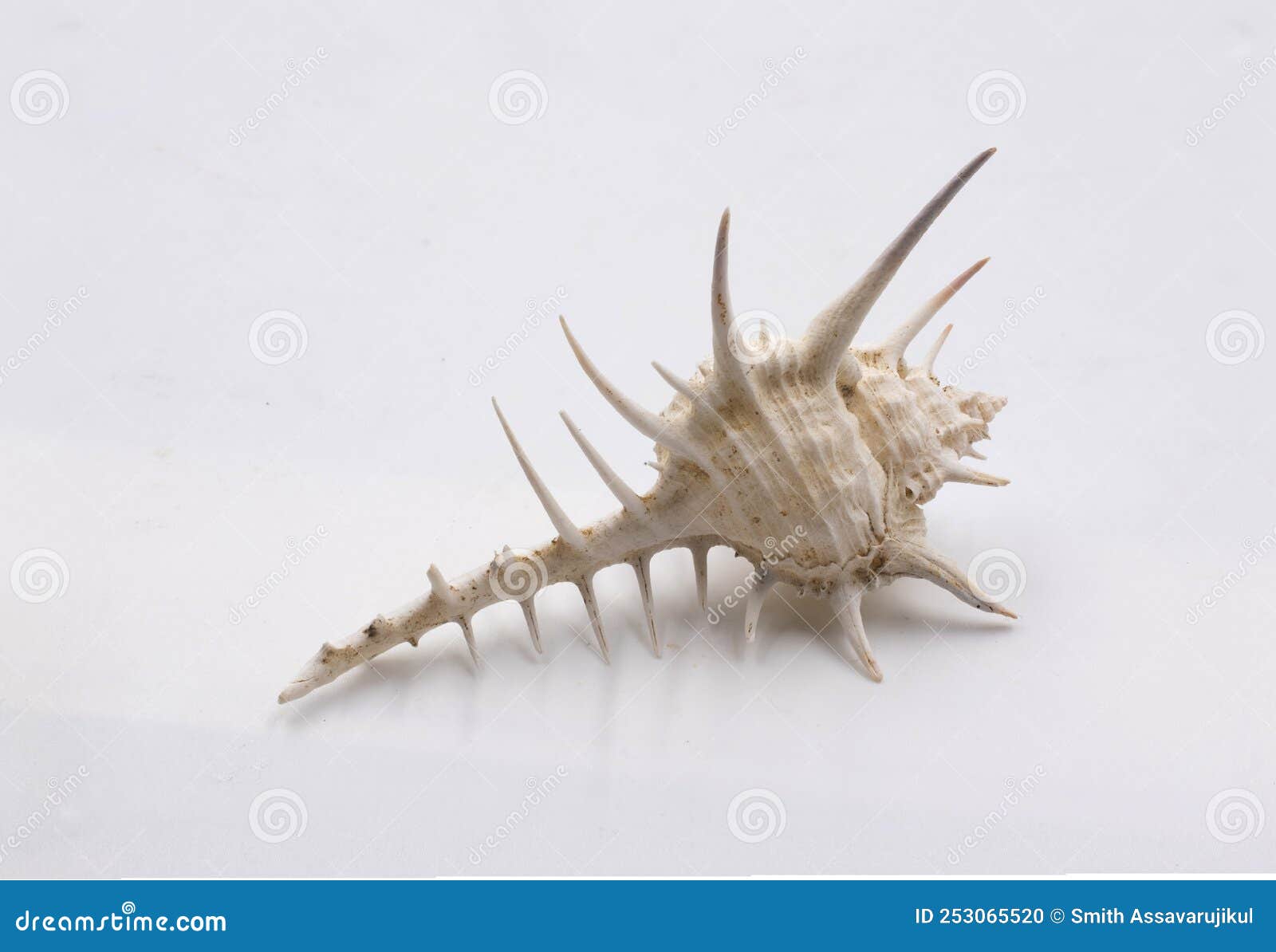 Concha Marina Aislada En Fondo Blanco Foto de archivo - Imagen de ...