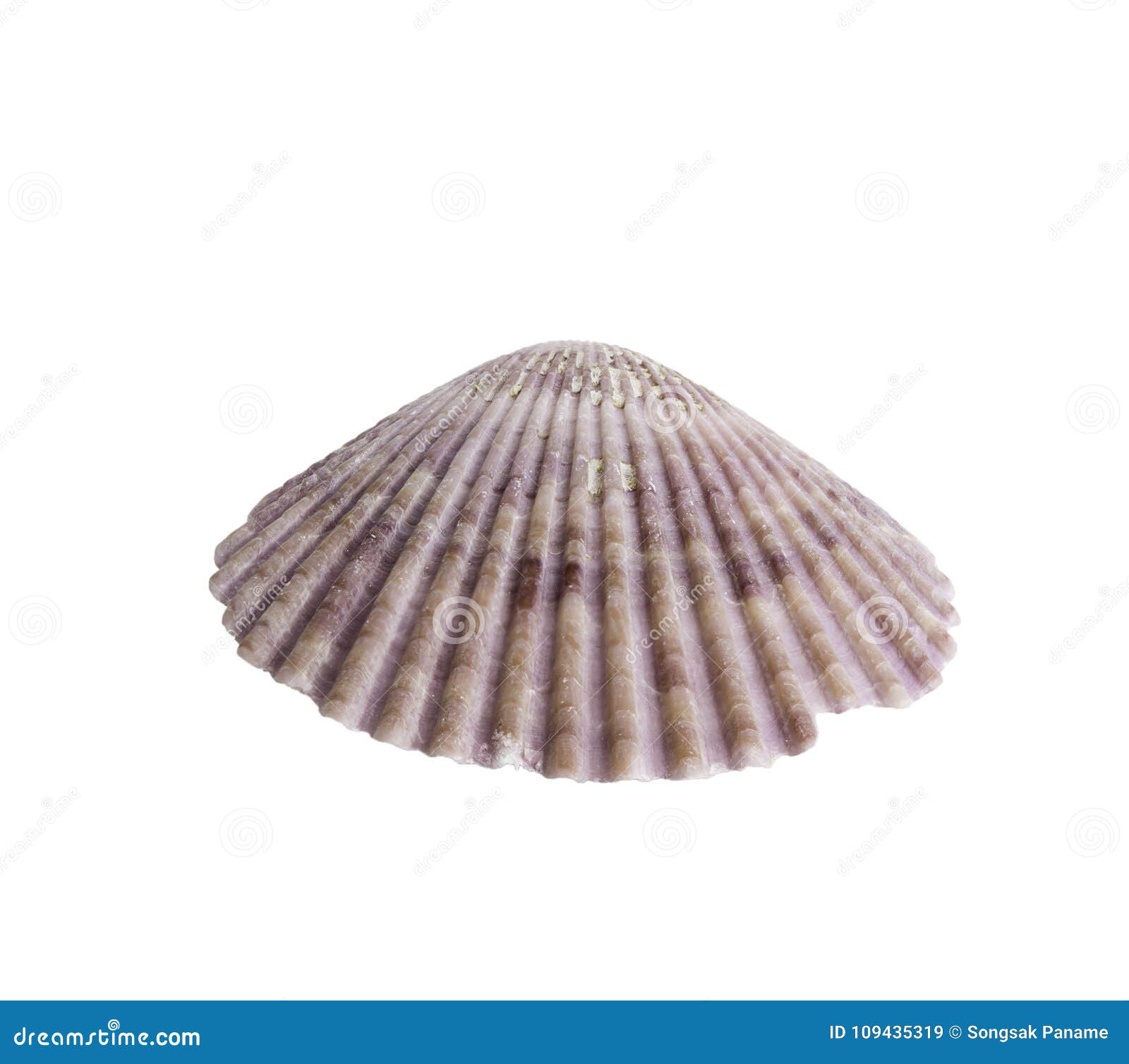 Concha Marina De La Concha De Peregrino Aislada En Blanco Imagen de ...